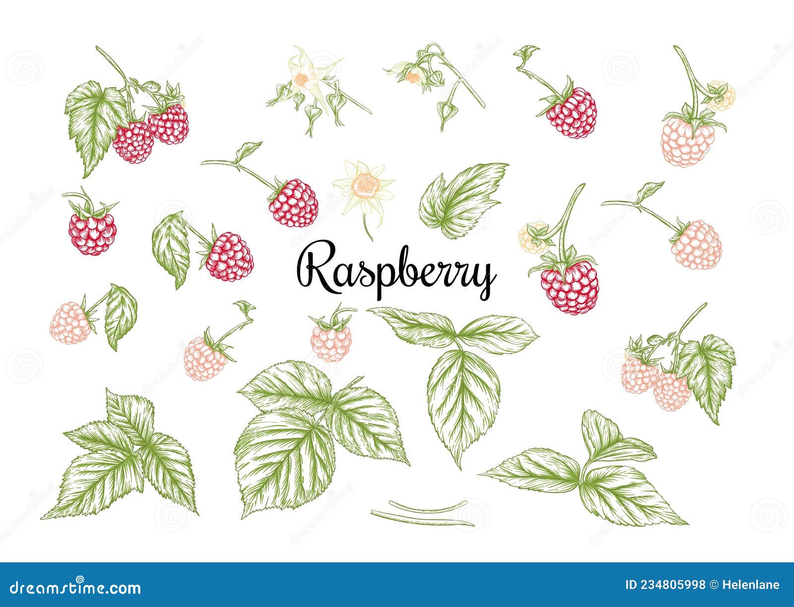 Raspberry. Ripe Berries on Branch Stock Vector - Illustration of ...