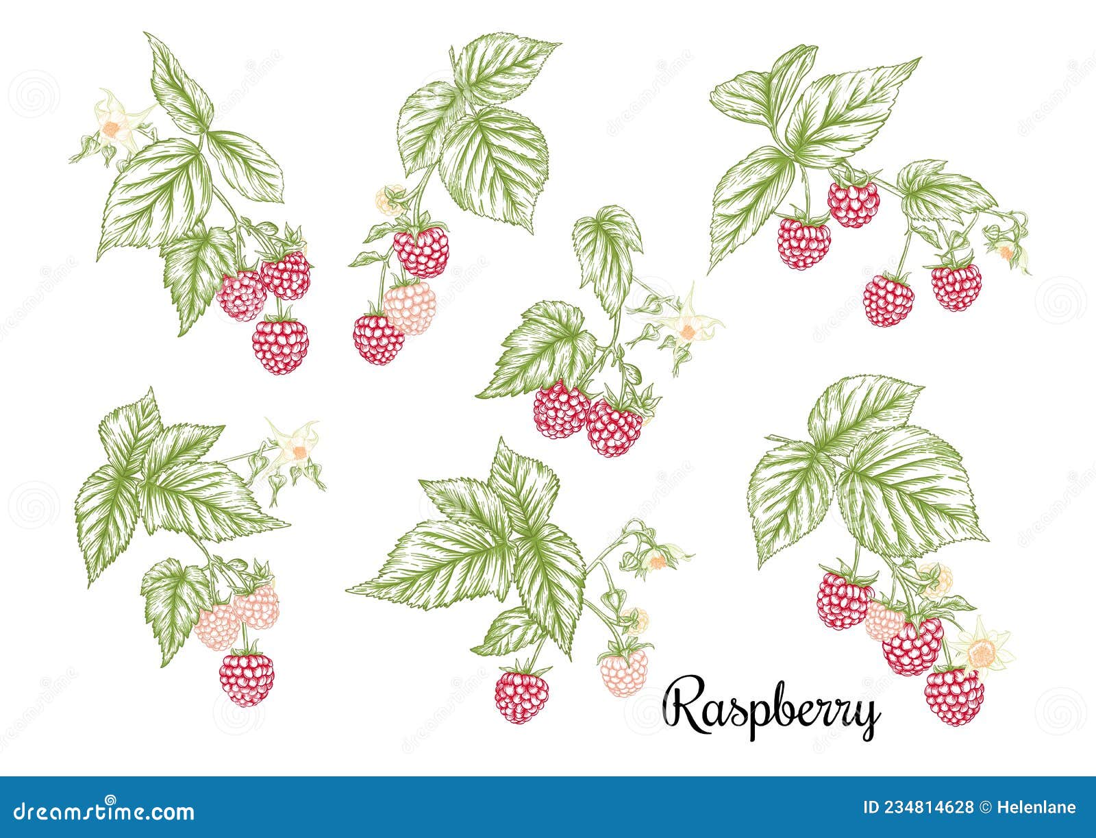 Raspberry. Ripe Berries on Branch Stock Vector - Illustration of berry ...