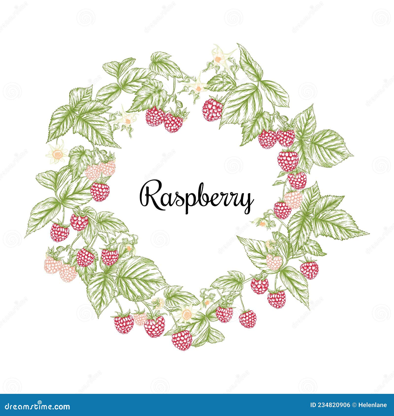 Raspberry. Ripe Berries on Branch Stock Vector - Illustration of design ...