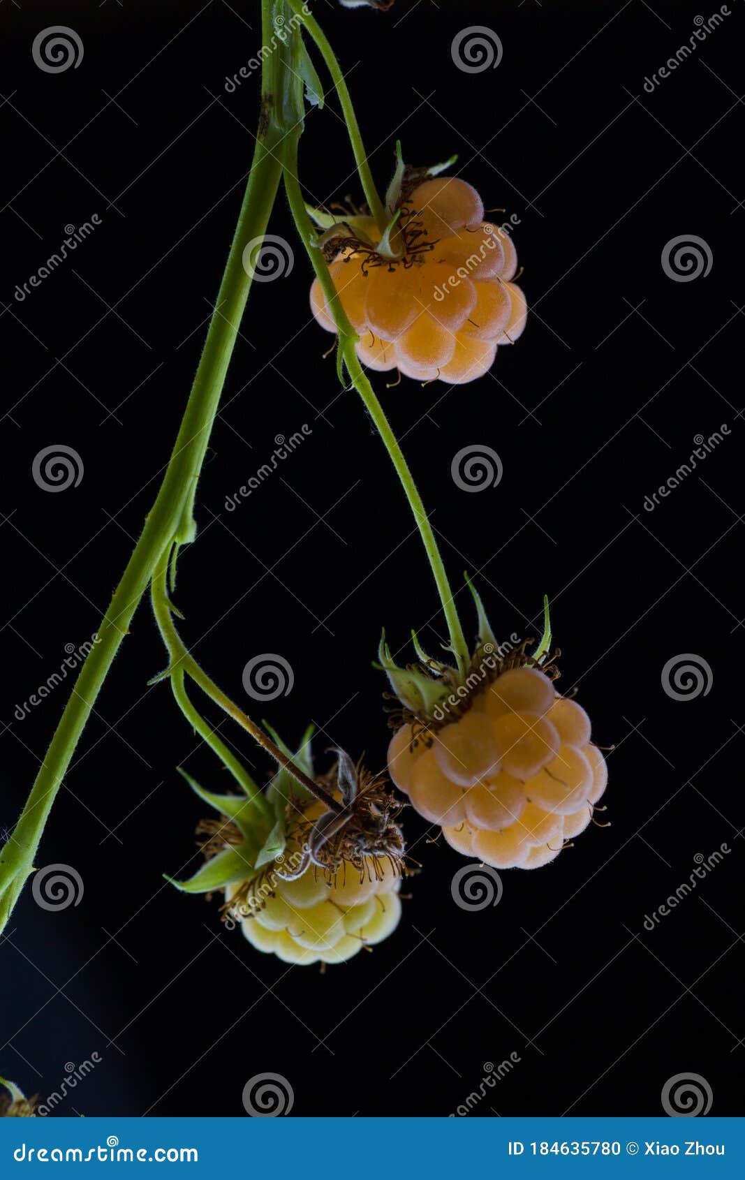 Raspberry stock photo. Image of green, blooming, leaves - 184635780