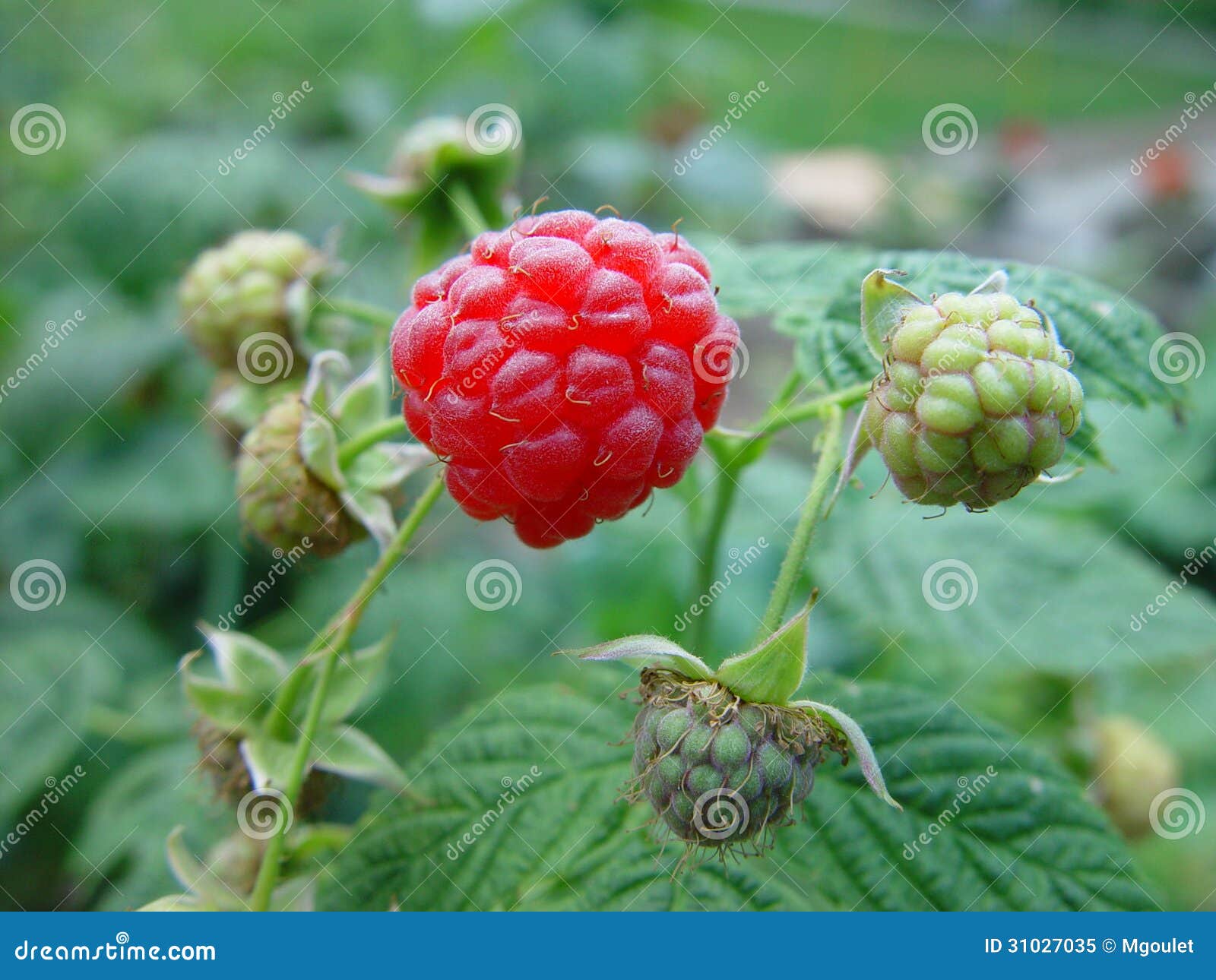 Raspberry stock image. Image of perennial, food, raspberry - 31027035