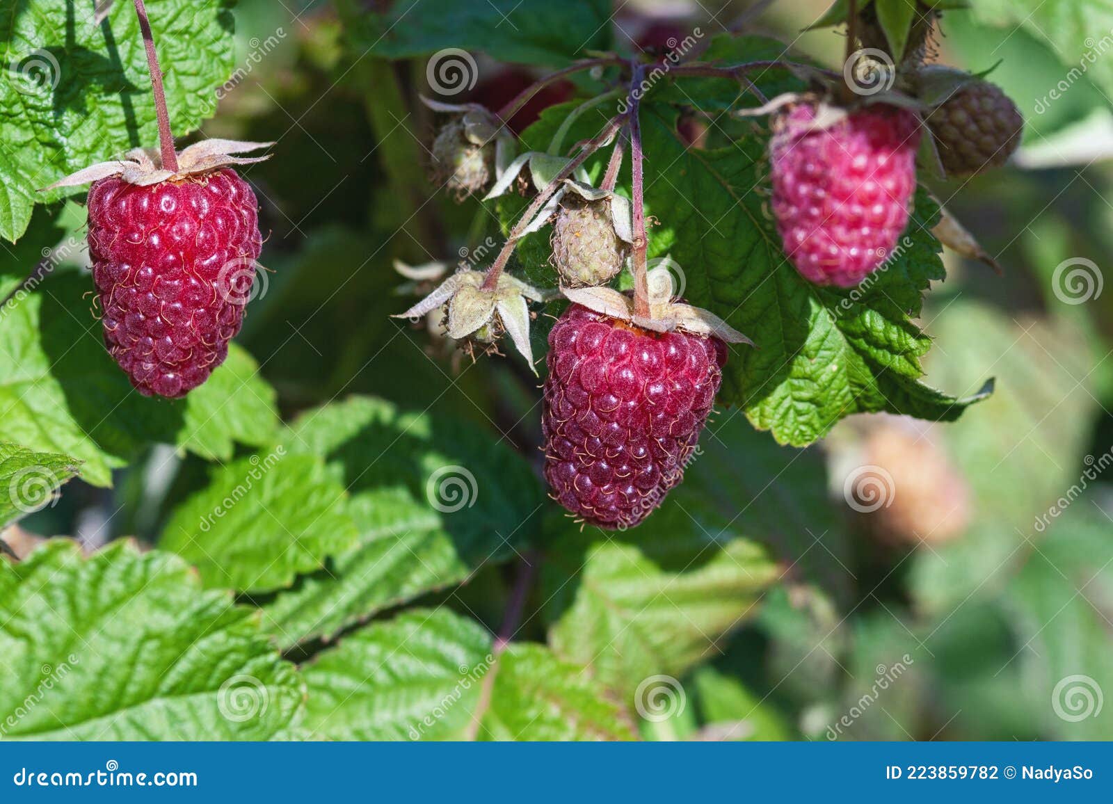 Raspberry Ripen in the Summer Garden Stock Photo - Image of sunlight ...