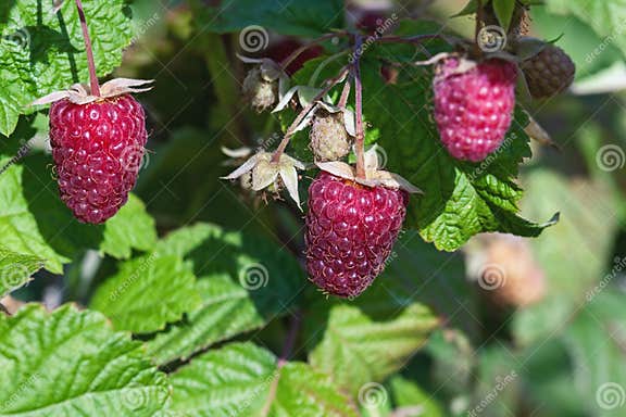 Raspberry Ripen in the Summer Garden Stock Photo - Image of sunlight ...