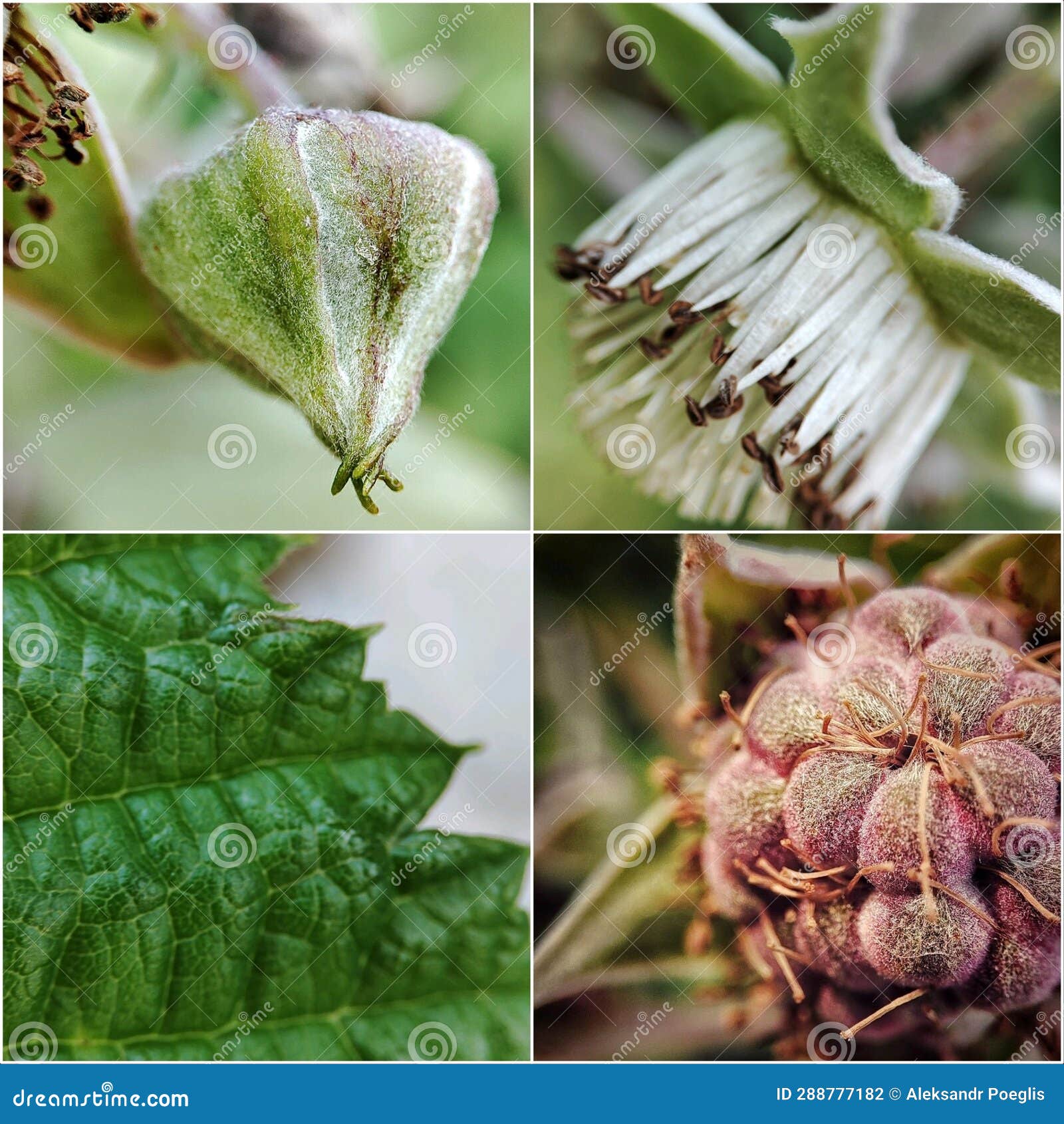 Raspberry Ripening Stages. the Birth of Raspberry Stock Photo - Image ...