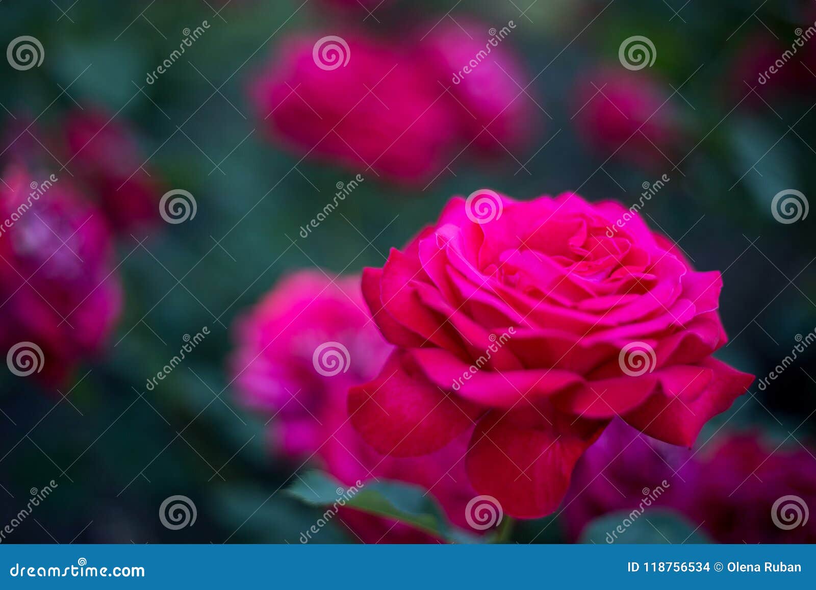 Raspberry Rose on Background of Rosary Stock Photo - Image of natural ...