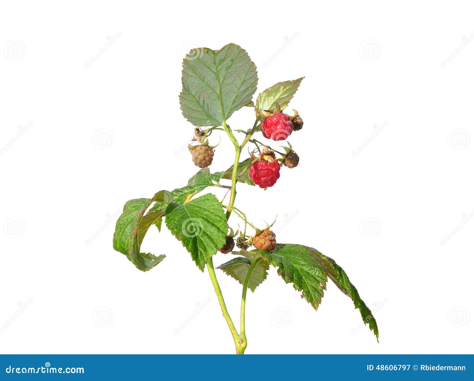 Raspberry (Rubus idaeus) stock image. Image of plant - 48606797