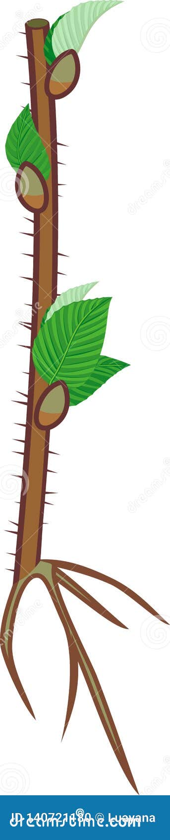 Raspberry Sapling with Green Leaves and Root System Stock Vector ...