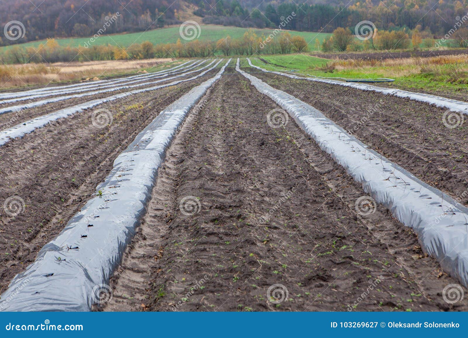 Rows of Raspberry Saplings Planted on Agriculture Farm Stock Image ...