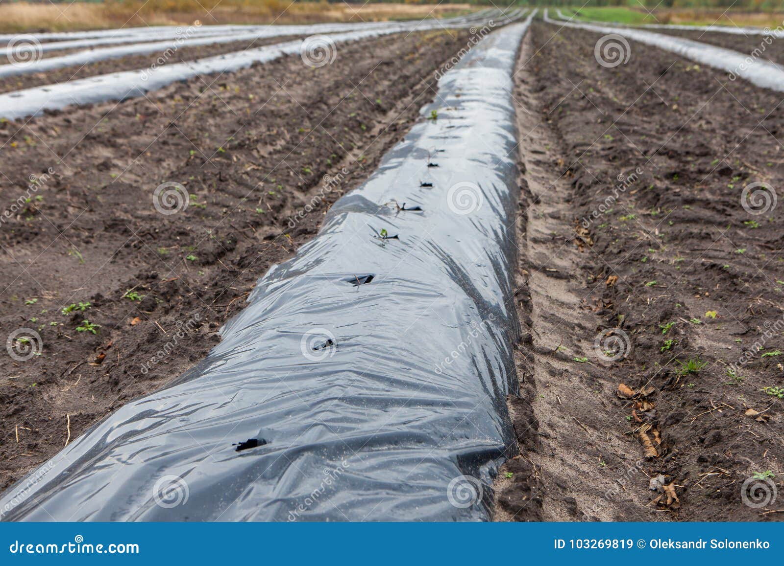 Rows of Raspberry Saplings Planted on Agriculture Farm Stock Image ...