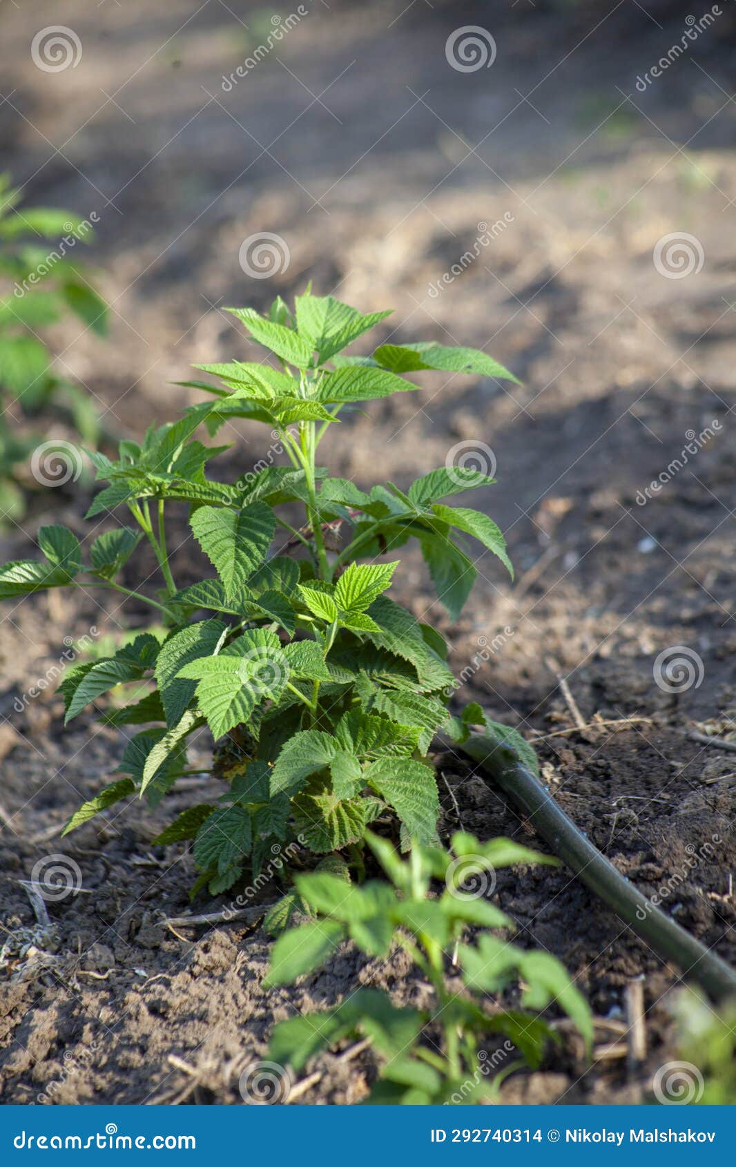 A Raspberry Seedling Germinates in the Soil with Drip Irrigation from a ...