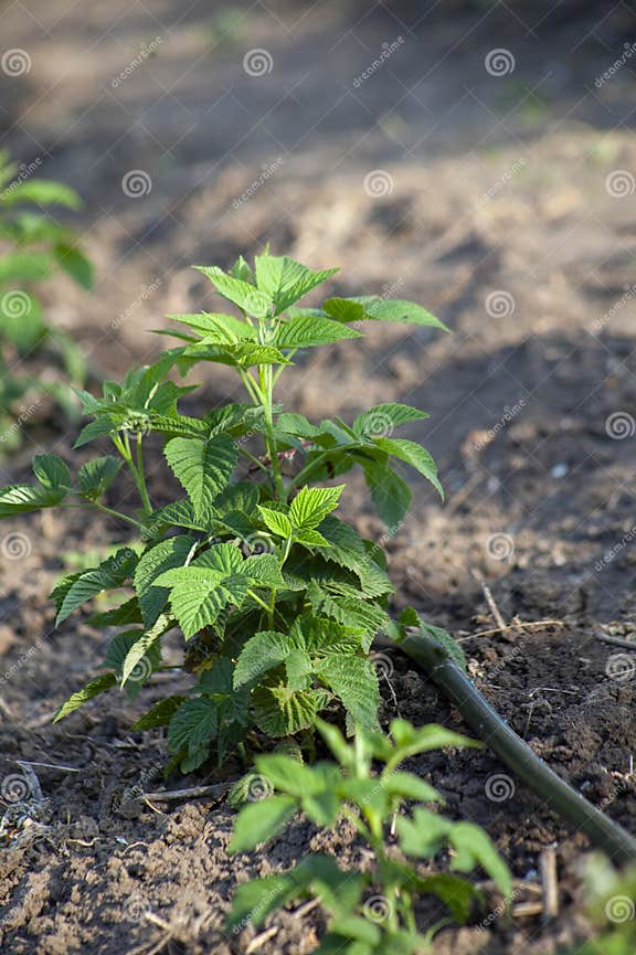 A Raspberry Seedling Germinates in the Soil with Drip Irrigation from a ...