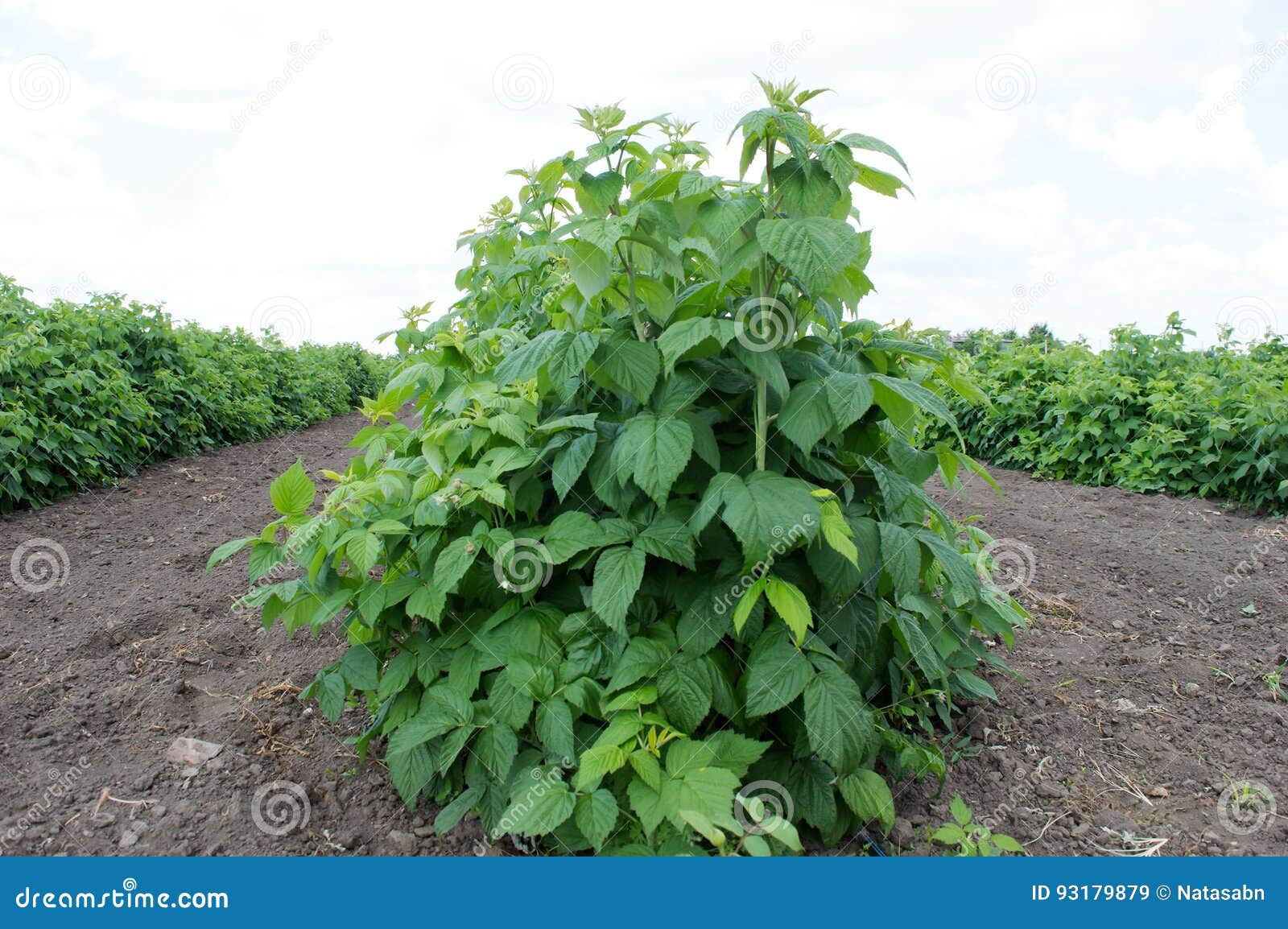 Raspberry Seedlings are Planted in Neat Rows Stock Image - Image of ...