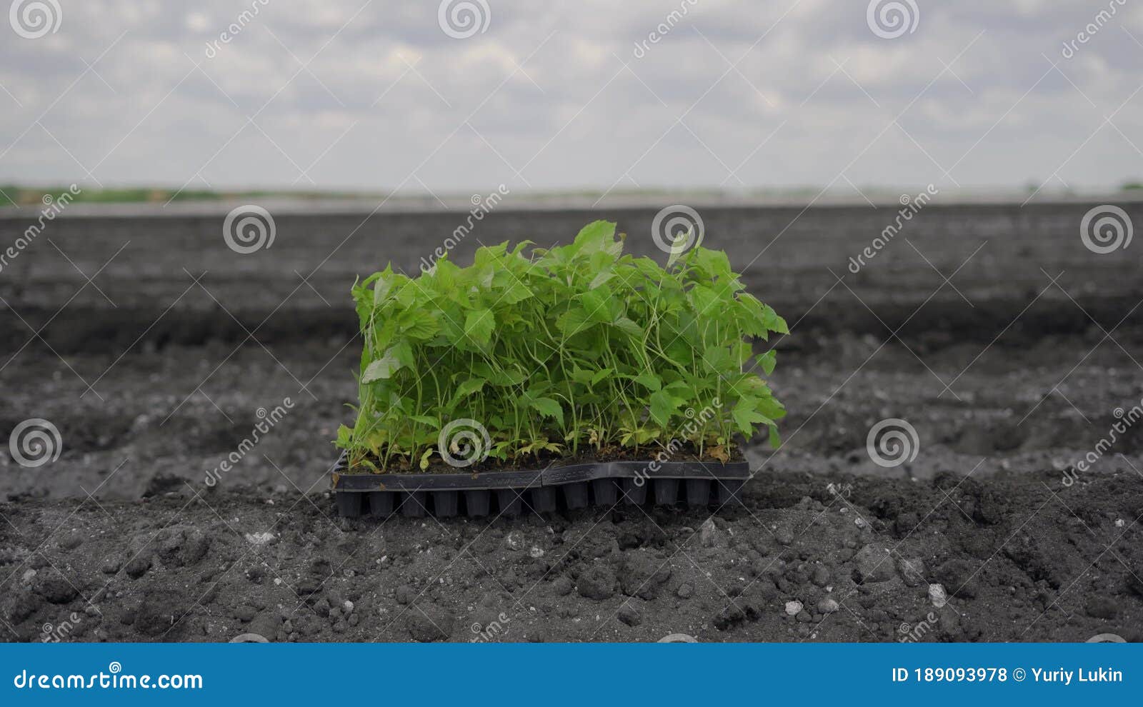 Raspberry Seedlings Ready for Planting in the Field Stock Footage ...