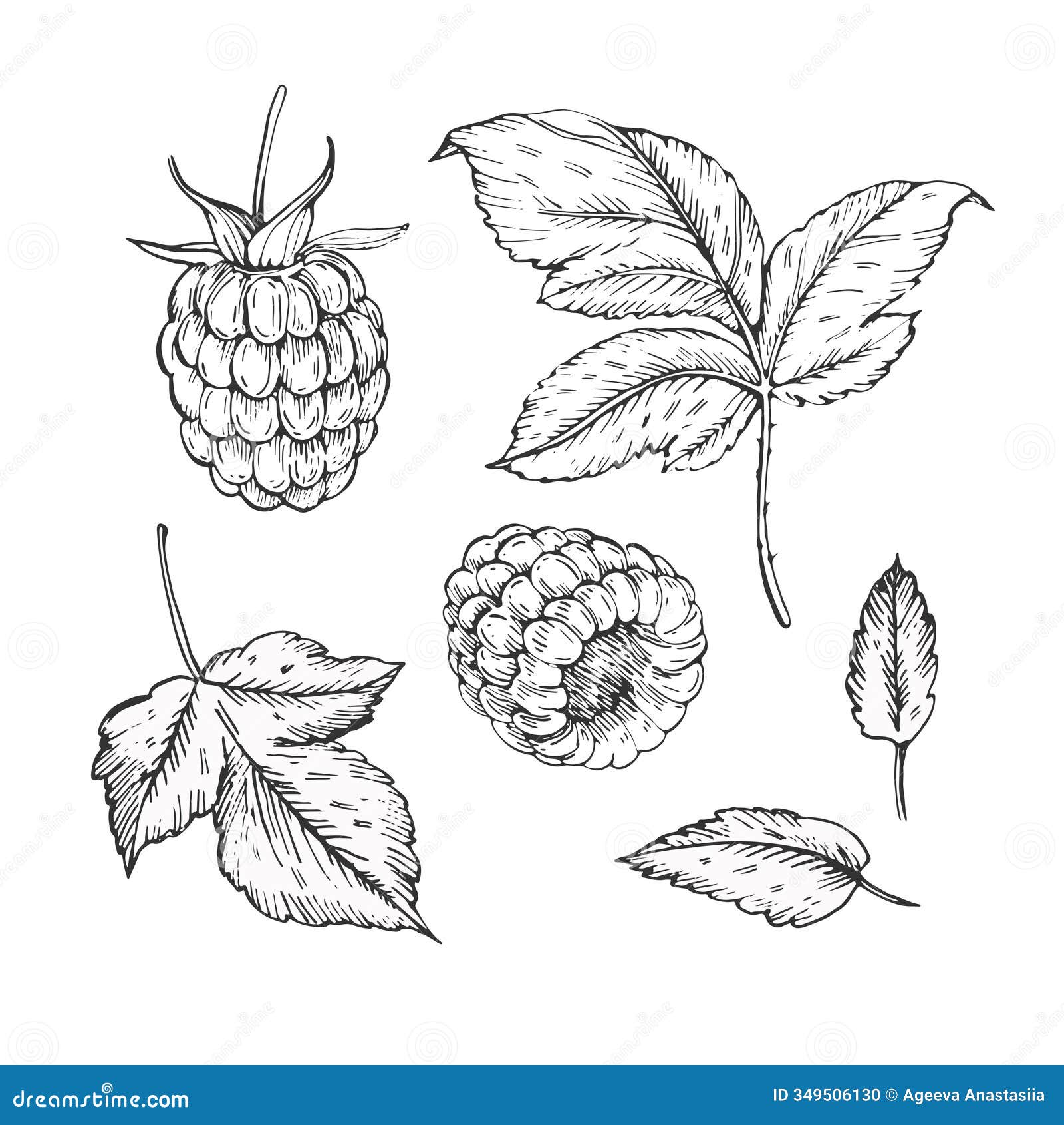 Raspberry Set of Vector Black and White Illustrations Hand Drawn with ...