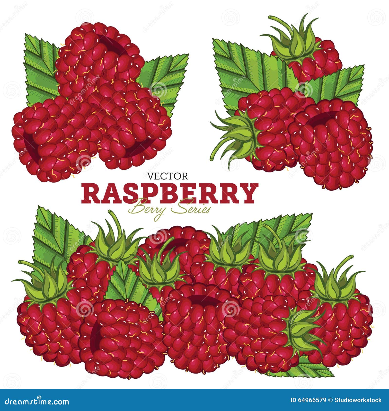 Raspberry Set, Vector. stock vector. Illustration of fruity - 64966579