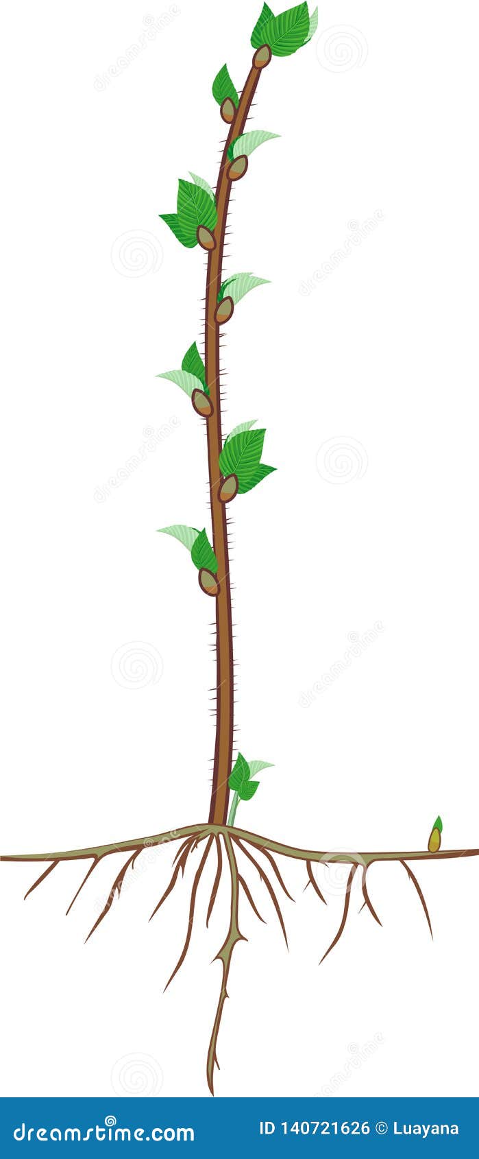 Raspberry Shoot with Green Leaves and Root System Stock Vector ...