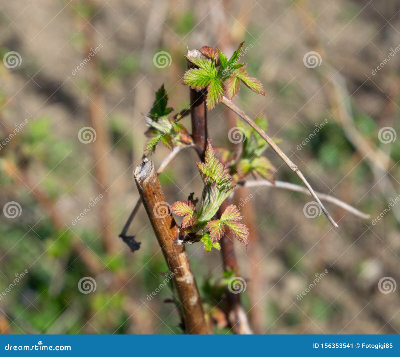 Raspberry Shoots in the Spring in Stock Image - Image of freshness ...
