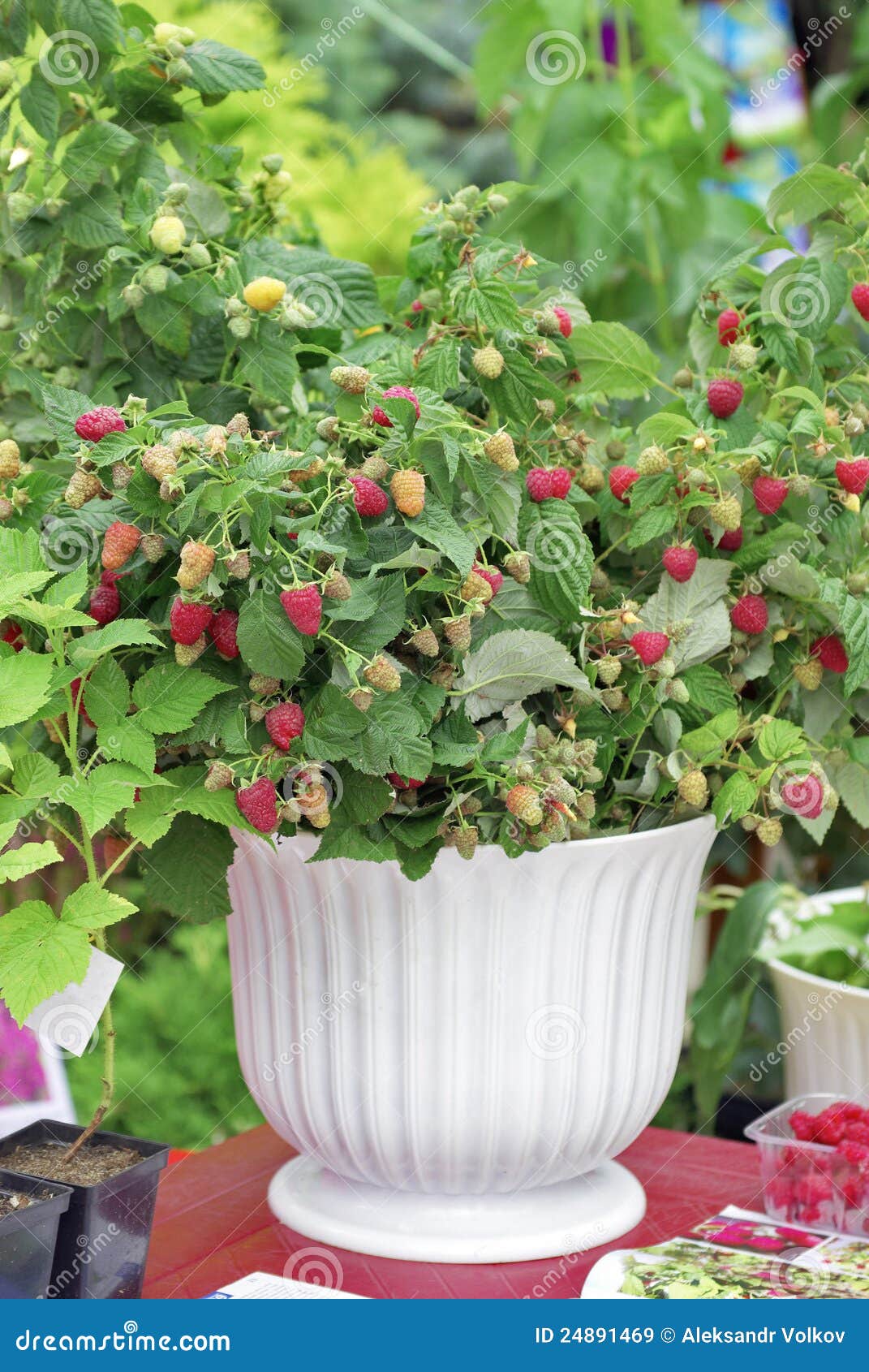 Raspberry shrub stock image. Image of vegetable, raspberry - 24891469