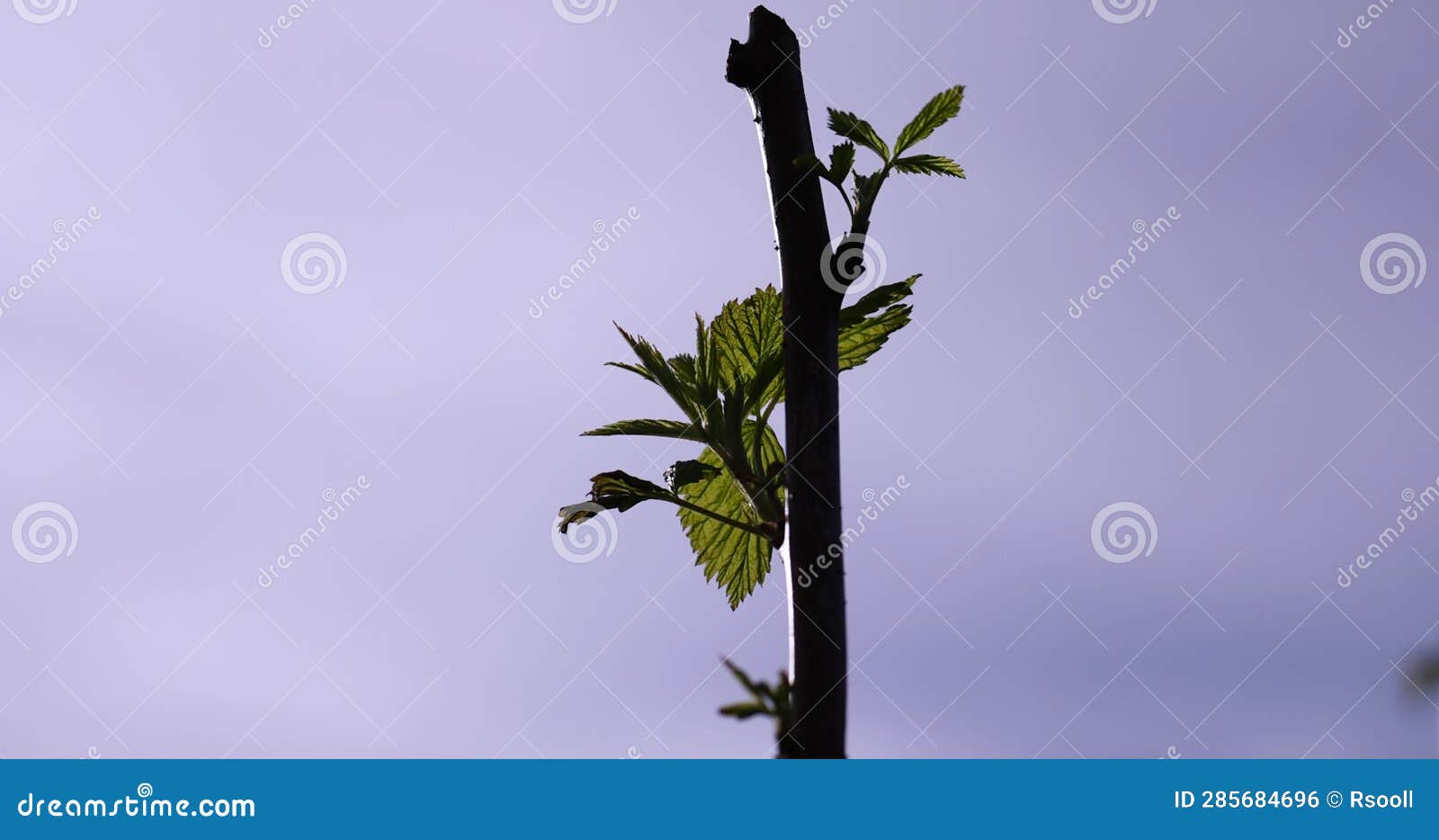 Raspberry Shrub with Young Green Leaves in Spring Stock Footage - Video ...
