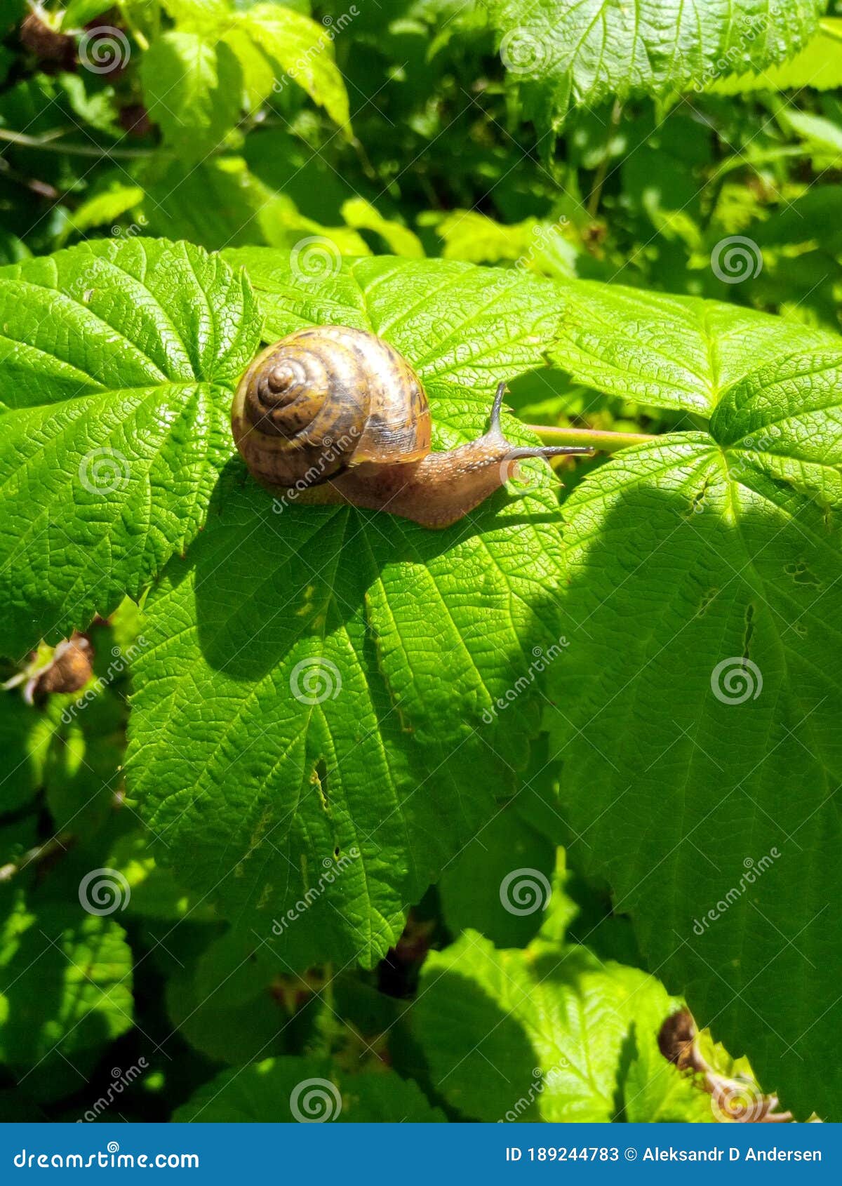 Raspberry Snail on a Green Leaf of a Garden Park Stock Image - Image of ...