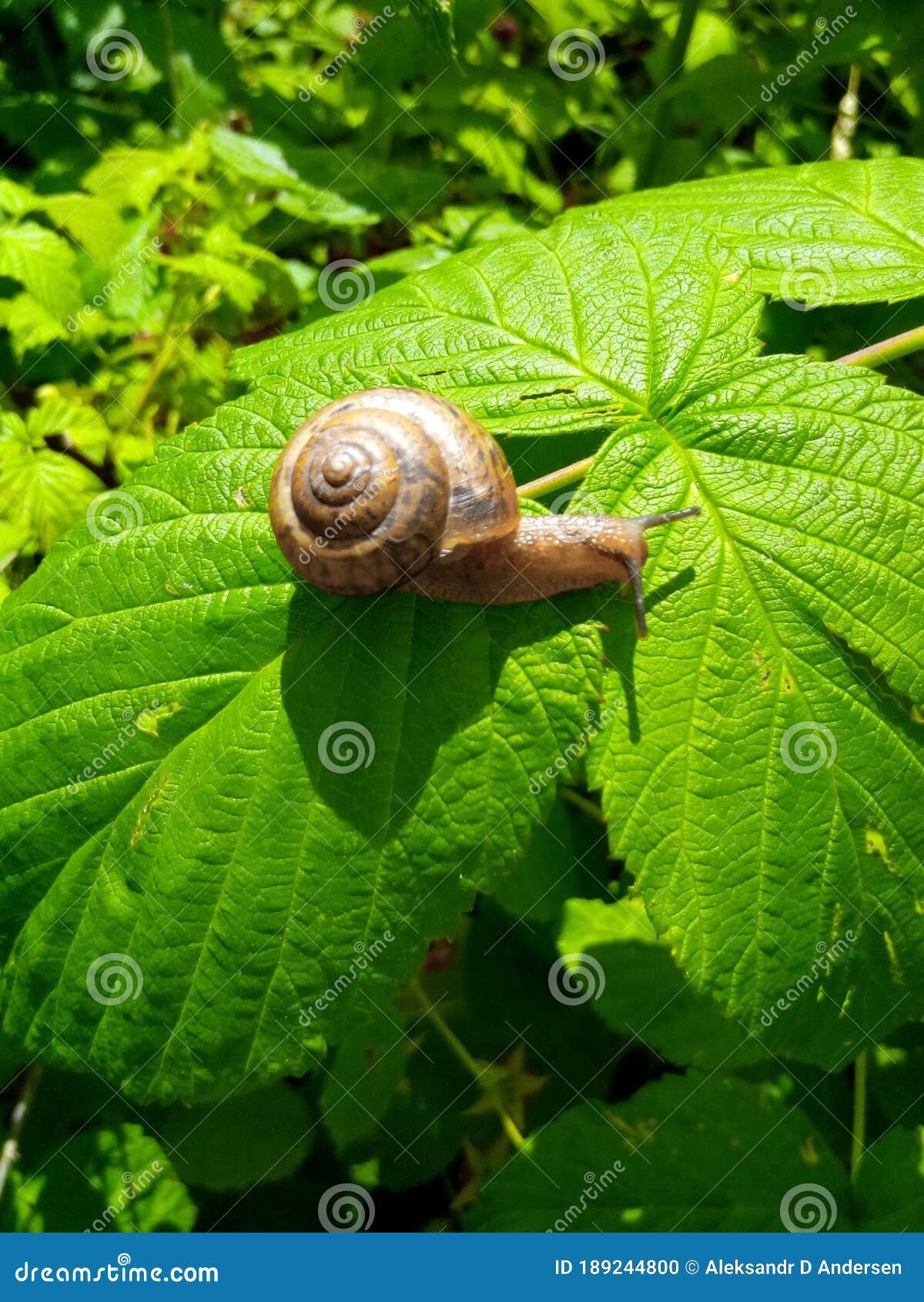 Raspberry Snail on a Green Leaf of a Garden Park Stock Photo - Image of ...