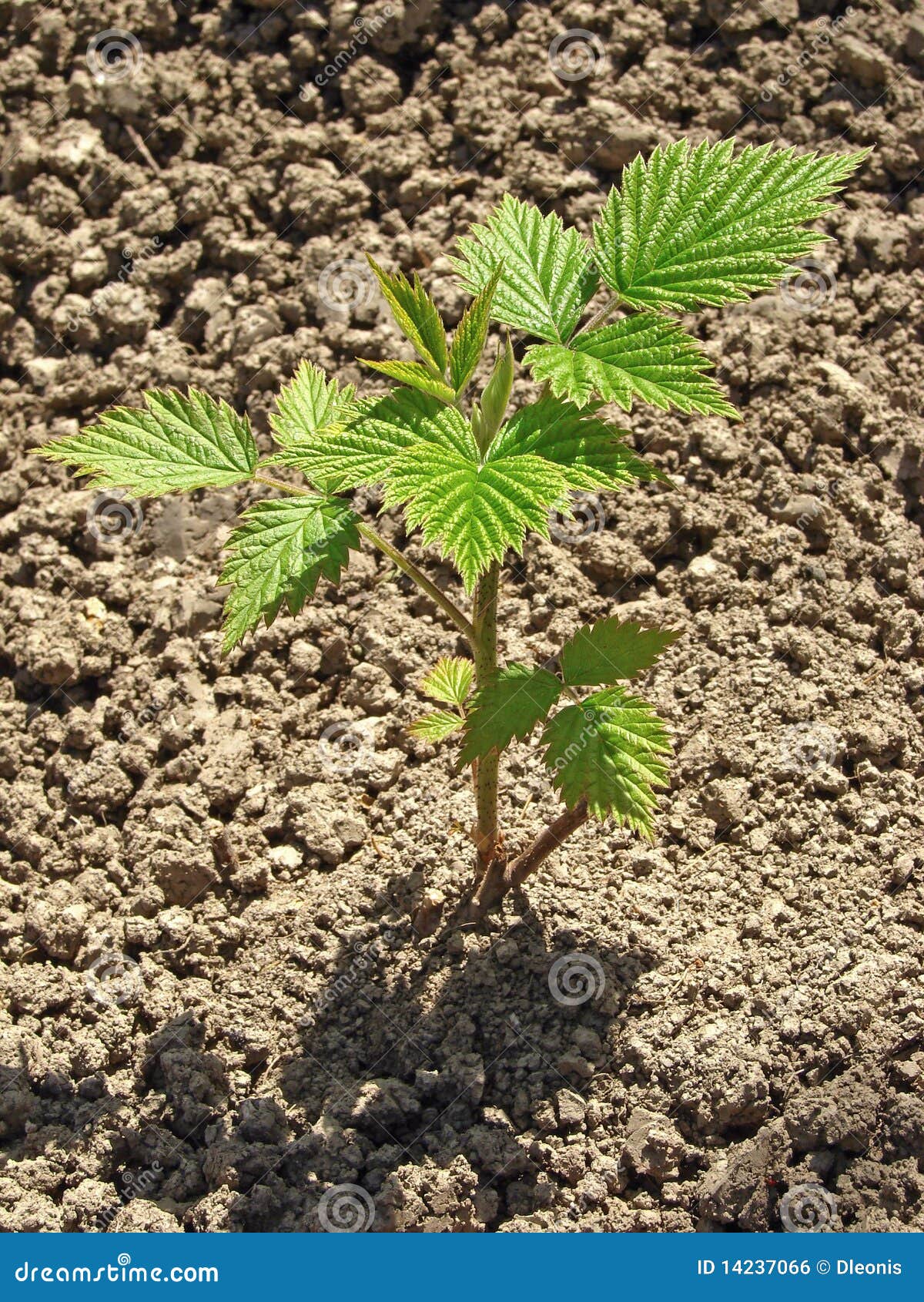Raspberry sprout stock photo. Image of young, organic - 14237066