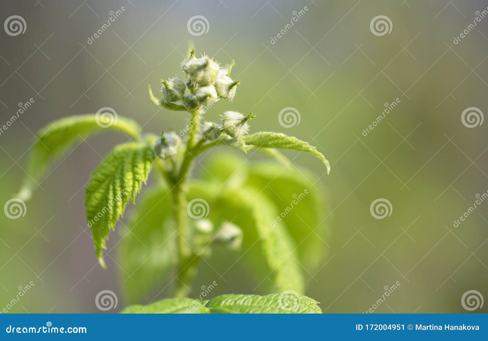Raspberry Sprout. Selective Focus on Raspberry Bush in a Summer Garden ...