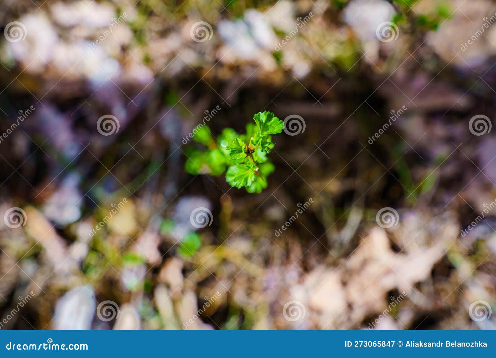 Raspberry sprout, top view stock image. Image of branch - 273065847