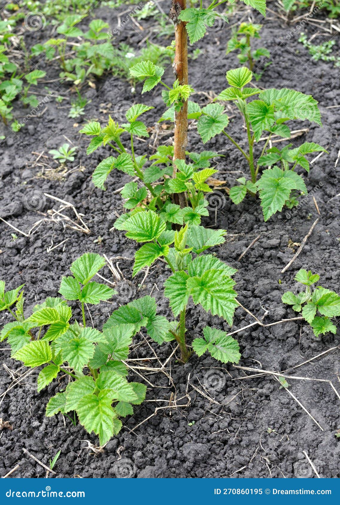 Raspberry Sprouts in the Garden Stock Image - Image of ground ...