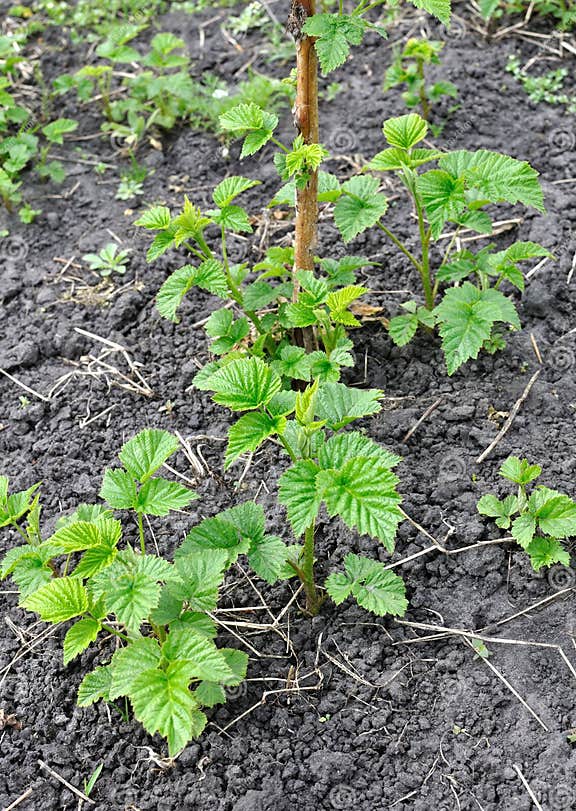 Raspberry Sprouts in the Garden Stock Image - Image of ground ...