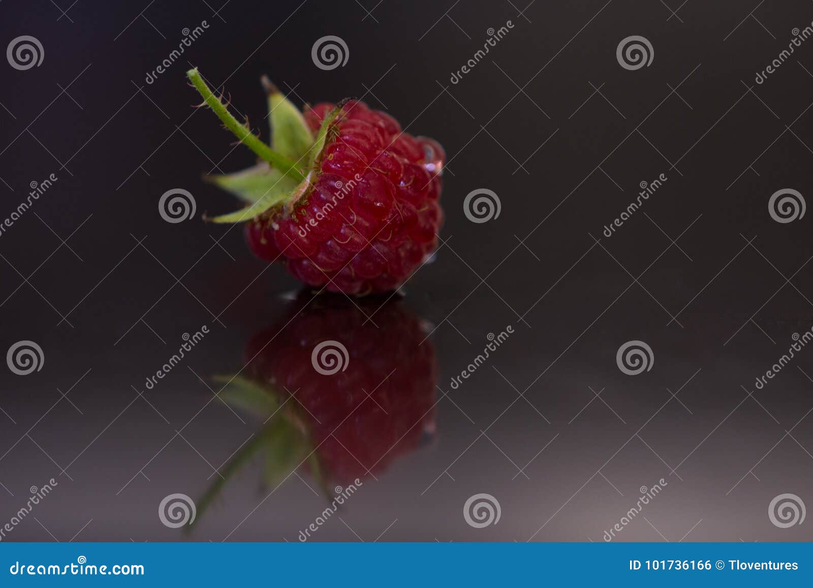Raspberry with Stem Against Gray Stock Photo - Image of stem, resting ...