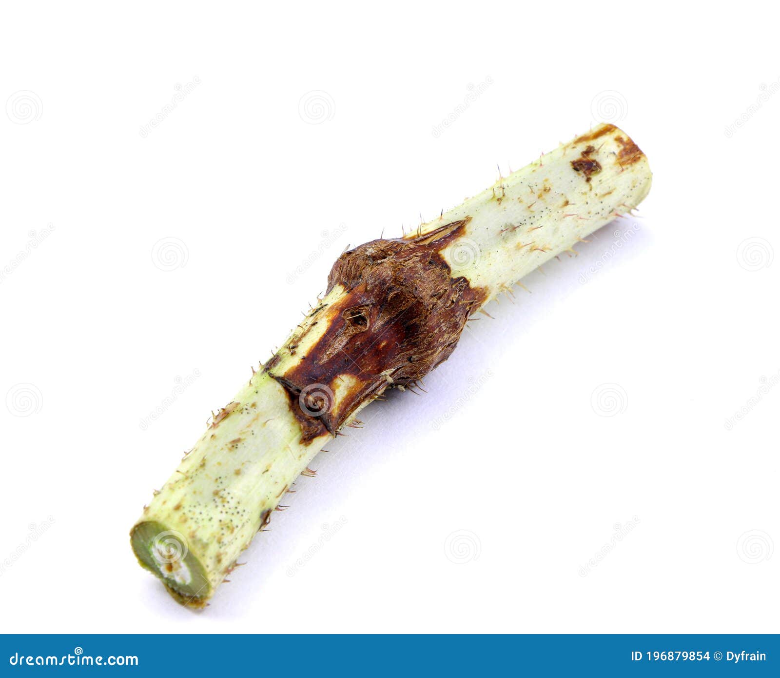 Raspberry Stem Gall Midge. Midge on a Branch. Damaged Raspberry ...