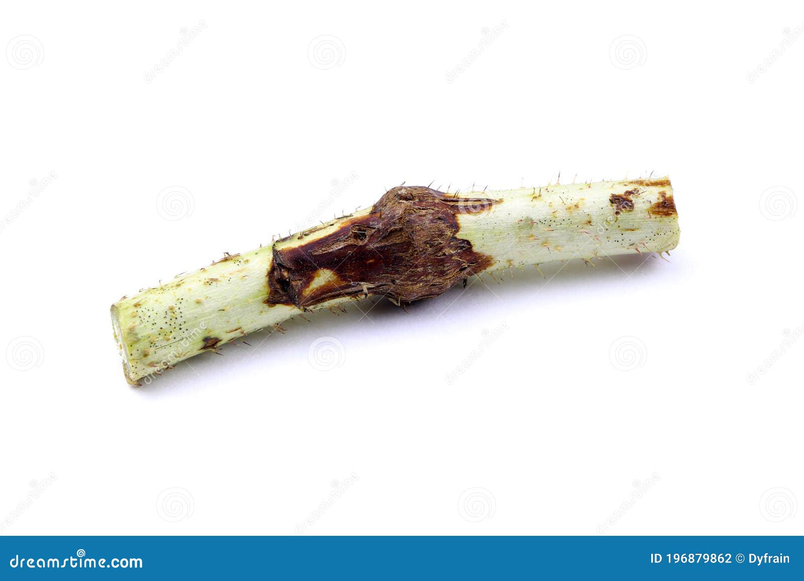 Raspberry Stem Gall Midge. Midge on a Branch. Damaged Raspberry ...