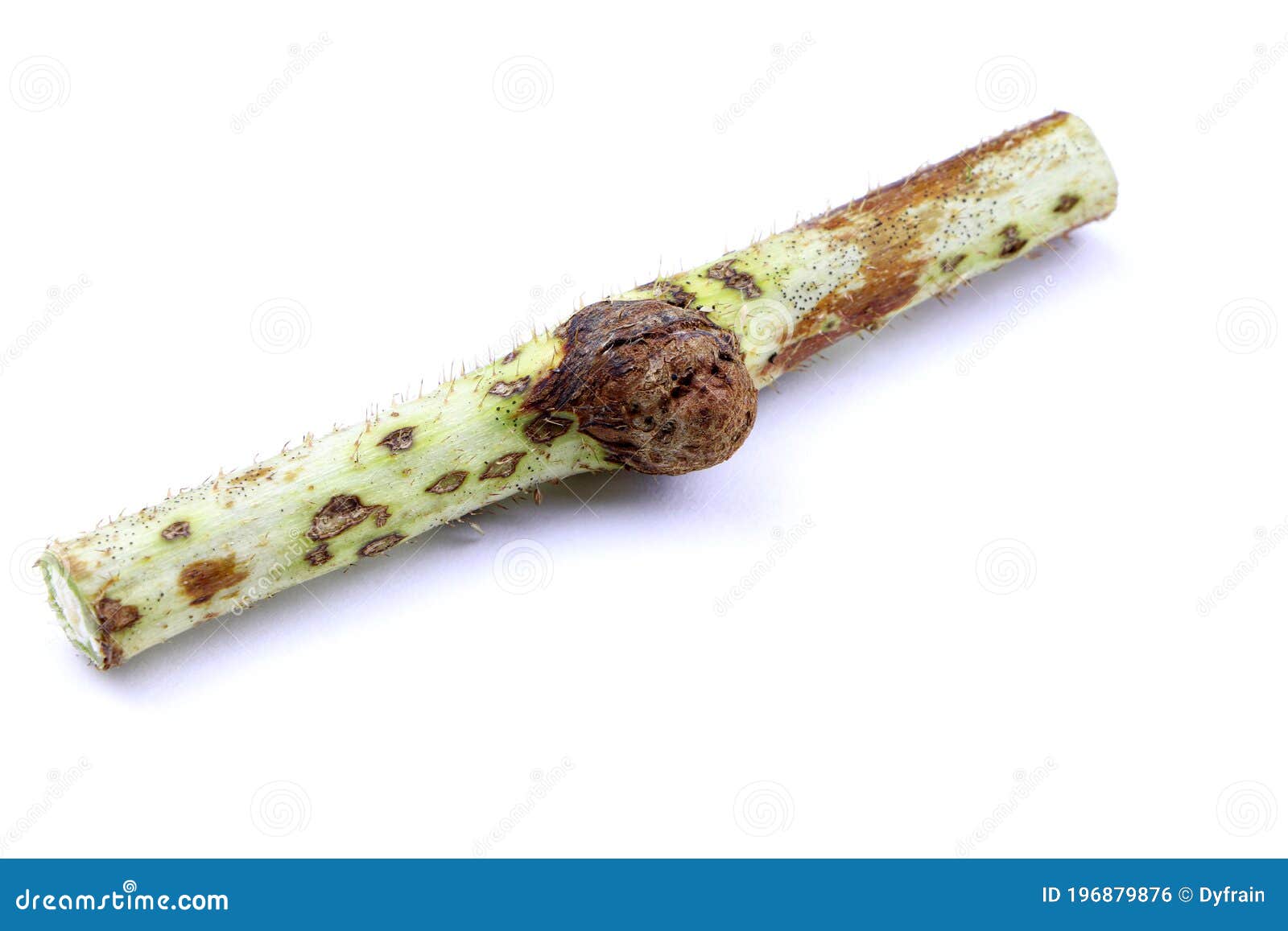 Raspberry Stem Gall Midge. Midge on a Branch. Damaged Raspberry ...
