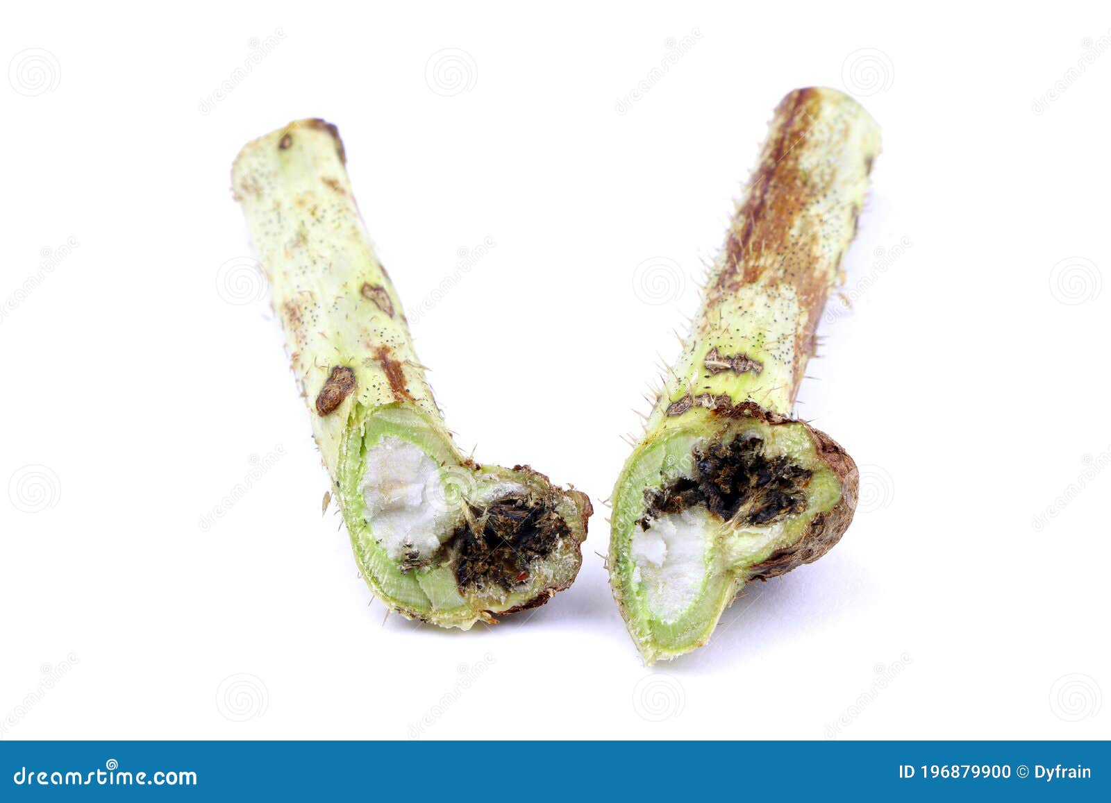 Raspberry Stem Gall Midge. Midge on a Branch. Damaged Raspberry ...