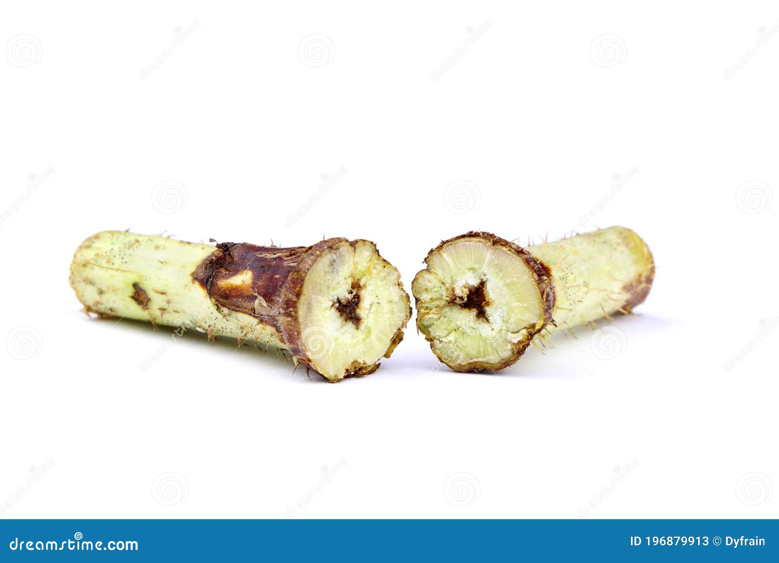 Raspberry Stem Gall Midge. Midge on a Branch. Damaged Raspberry ...