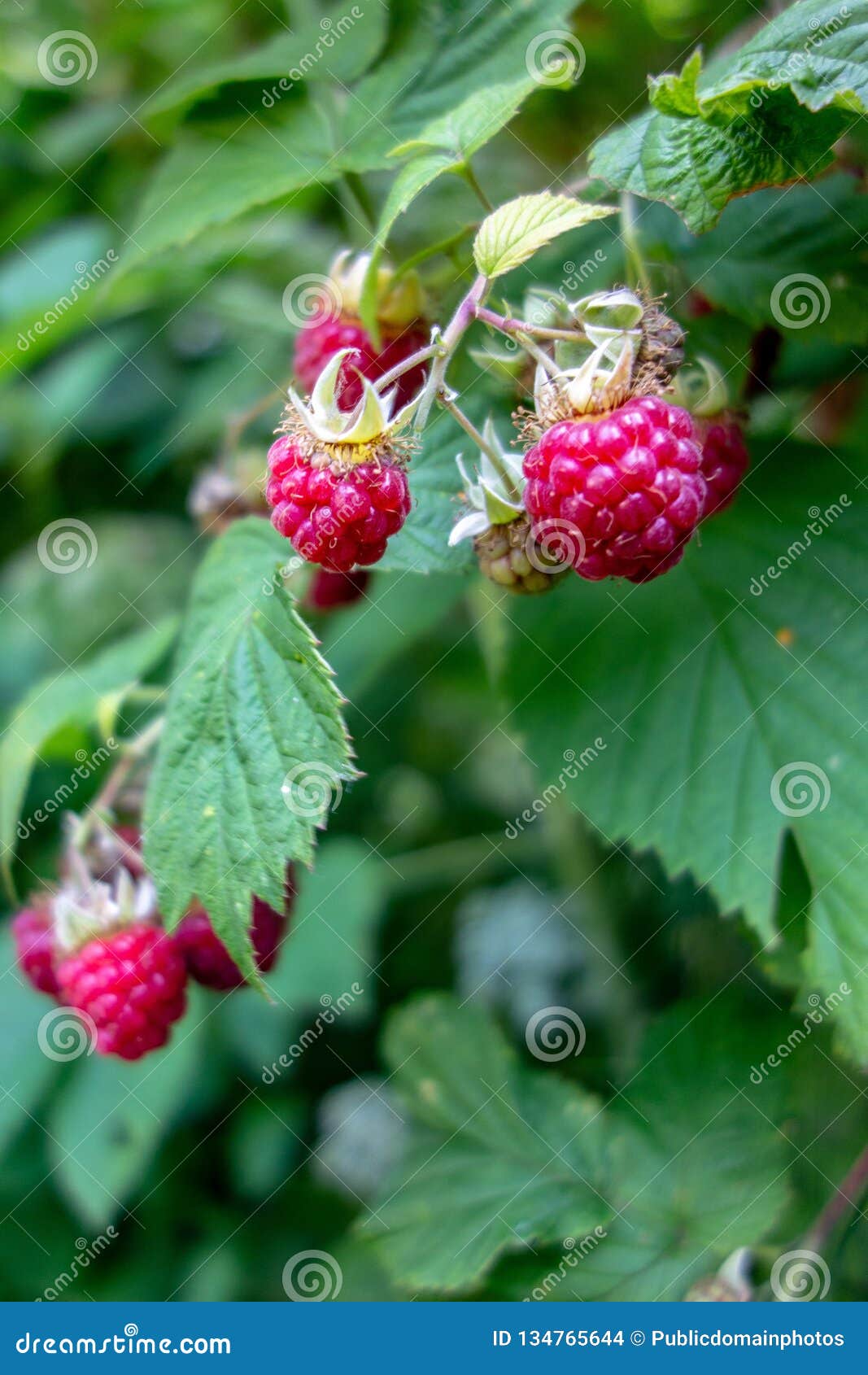 Raspberry, Strawberries, Tayberry, Berry Picture. Image: 134765644