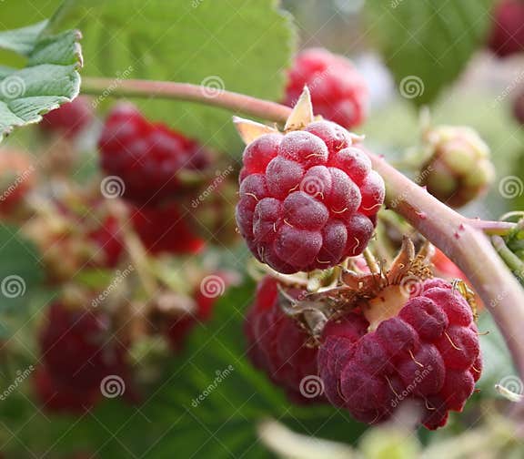 Raspberry on the sun stock image. Image of berry, bramble - 1288371
