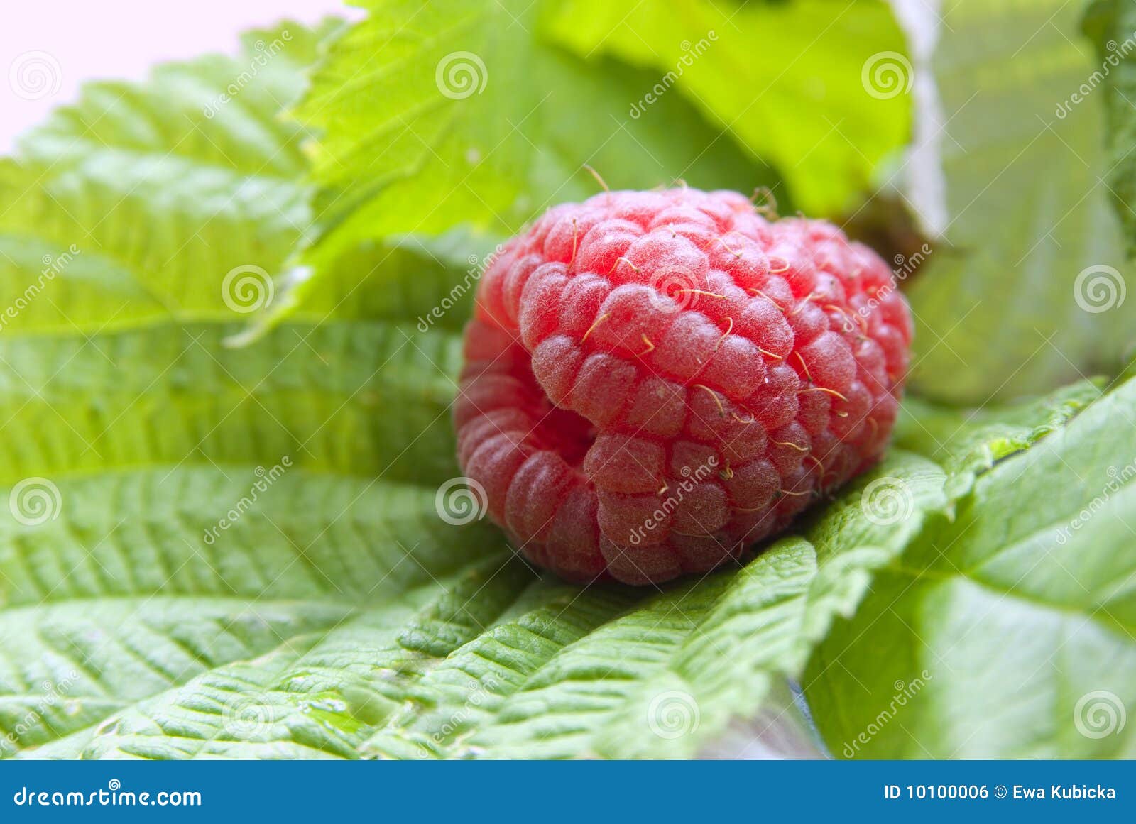 Raspberry in sun light stock photo. Image of dessert - 10100006