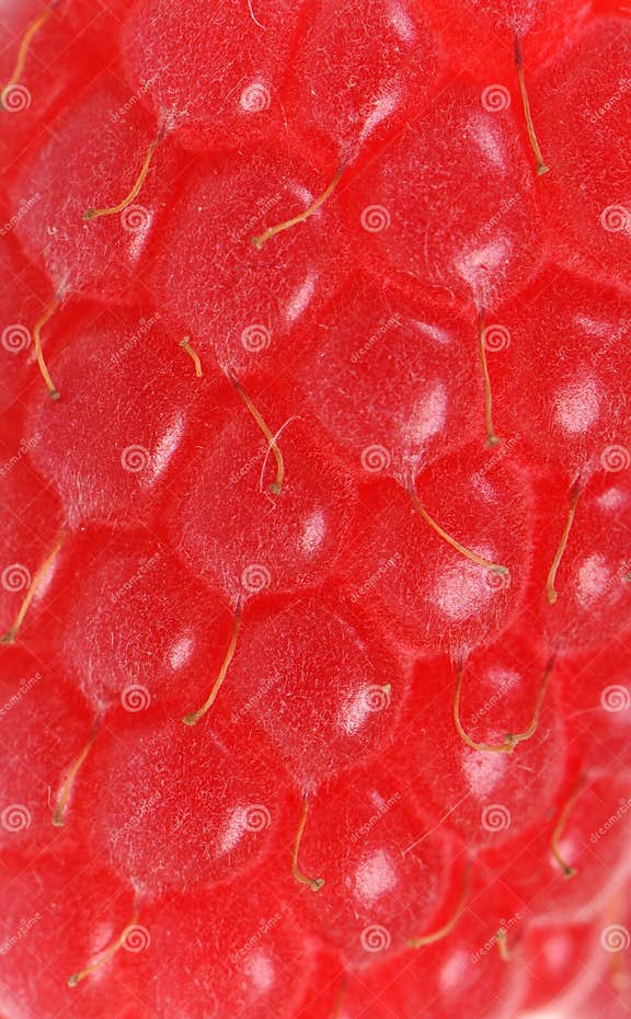 Raspberry texture stock image. Image of closeup, nutrition - 21122885