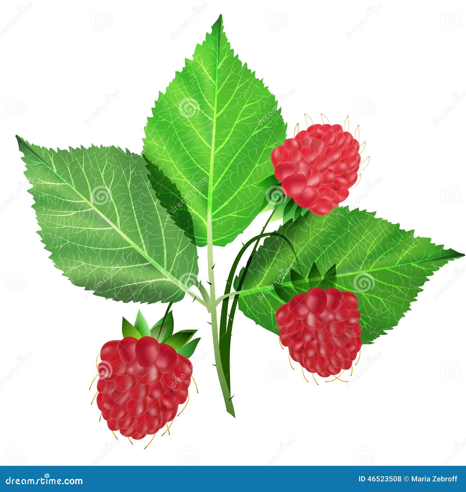 Raspberry stock vector. Illustration of leaf, beauty - 46523508