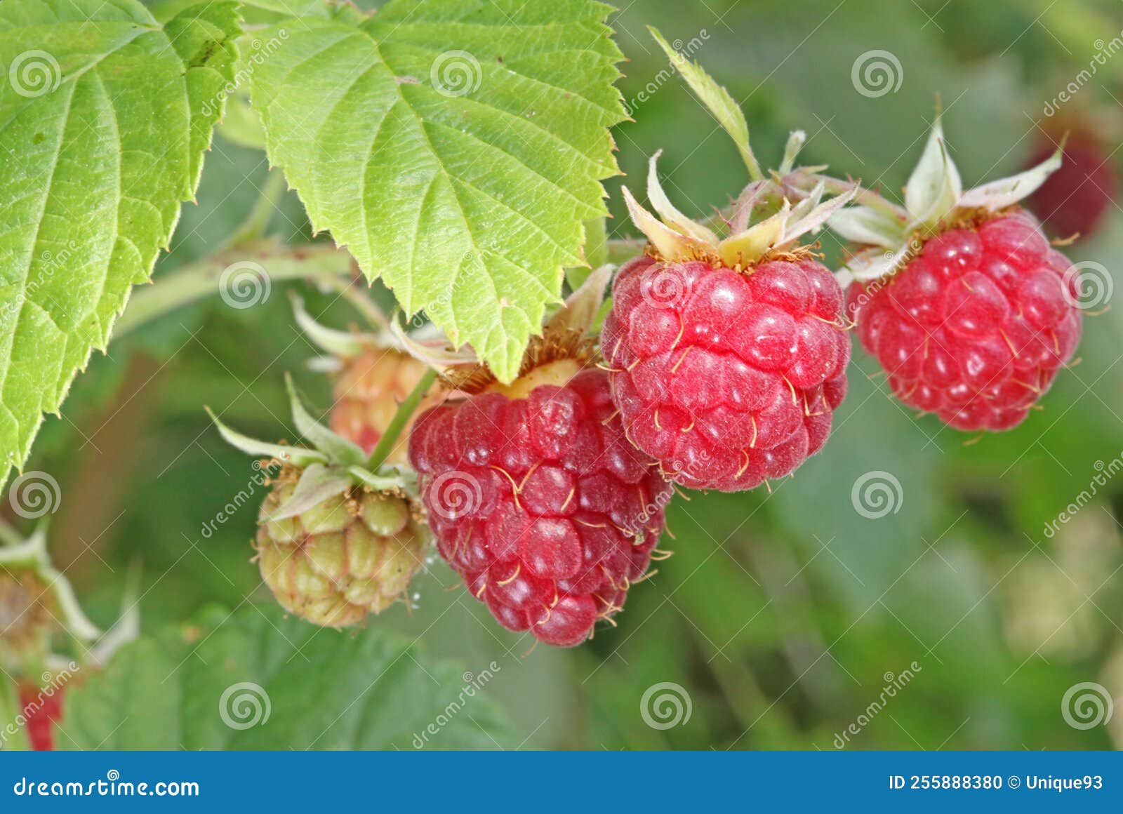 Raspberry tree with fruits stock photo. Image of raspberry - 255888380