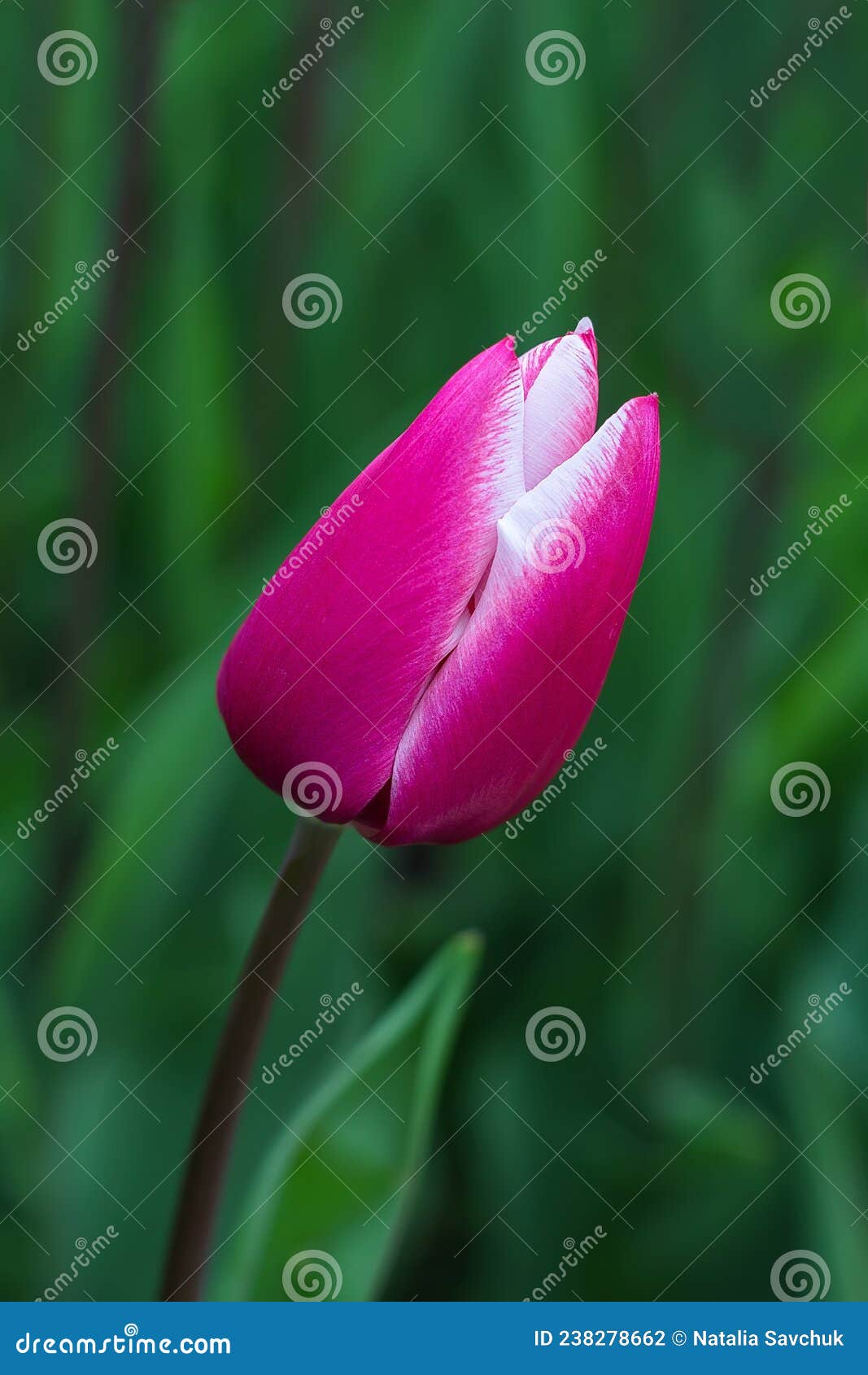 Raspberry Tulip with White Border on Green Background Stock Photo ...