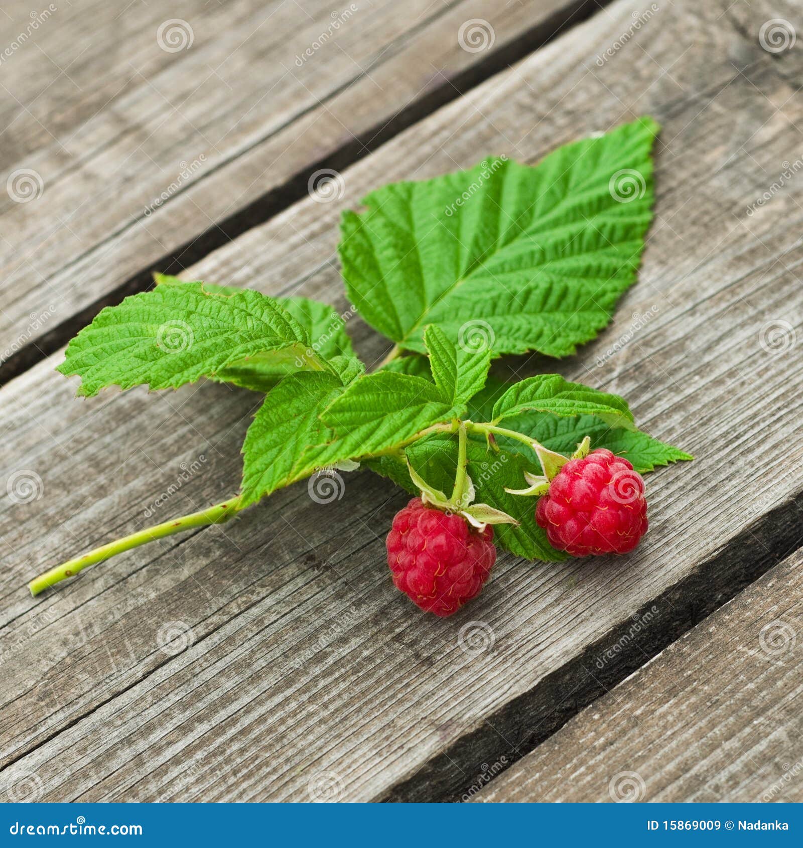 2,400 Raspberry Twig Stock Photos - Free & Royalty-Free Stock Photos ...