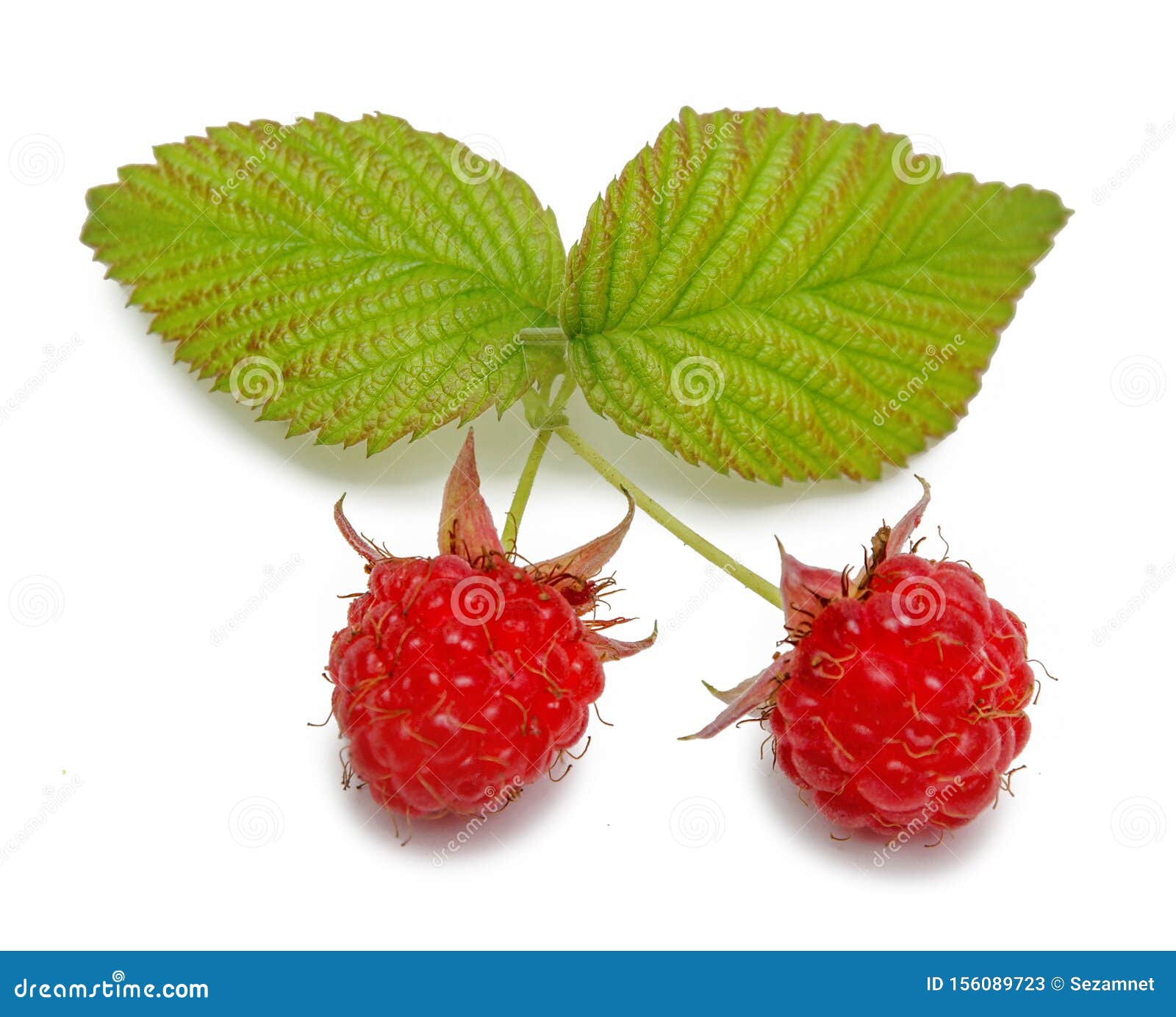 Raspberry Two Berry Leaves Isolated on White Background Stock Image ...