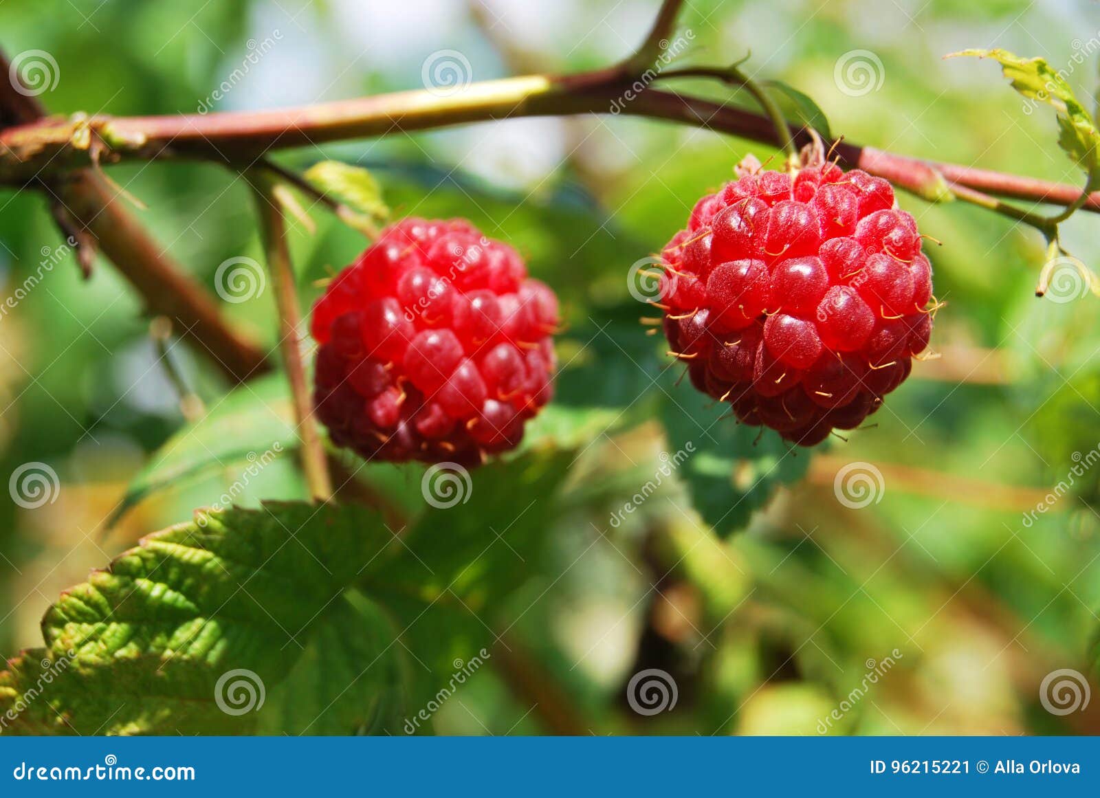 Raspberry, Two Red Berries Grow Stock Image - Image of plantation ...
