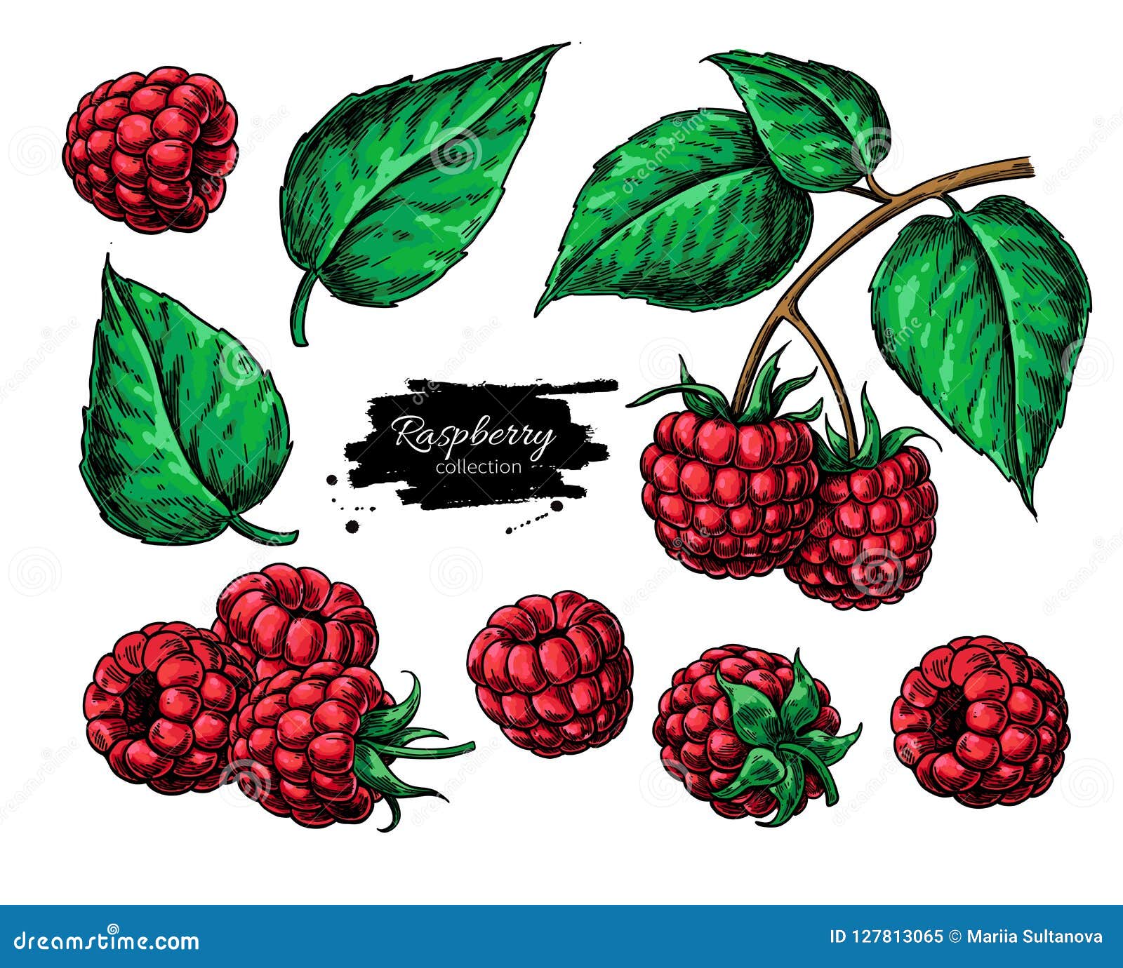 Raspberry Fruit Diagram