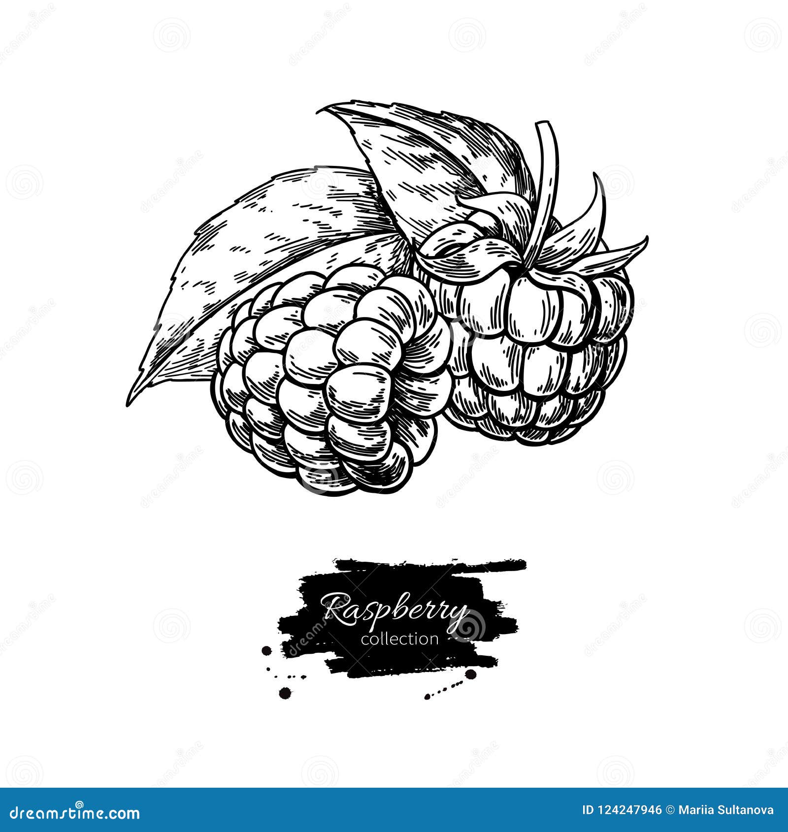 Raspberry Vector Drawing. Isolated Berry Branch Sketch on White Stock ...