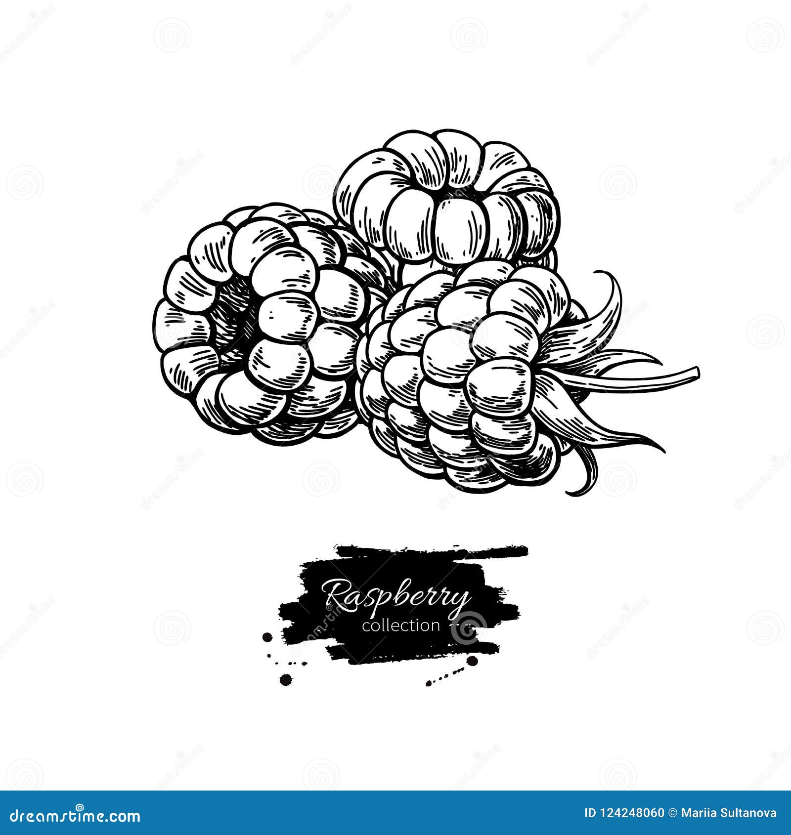 Raspberry Vector Drawing. Isolated Berry Branch Sketch on White Stock ...
