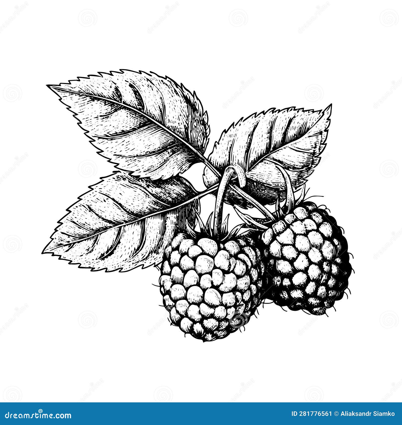 Raspberry Vector Drawing. Isolated Hand Drawn, Engraved Style ...